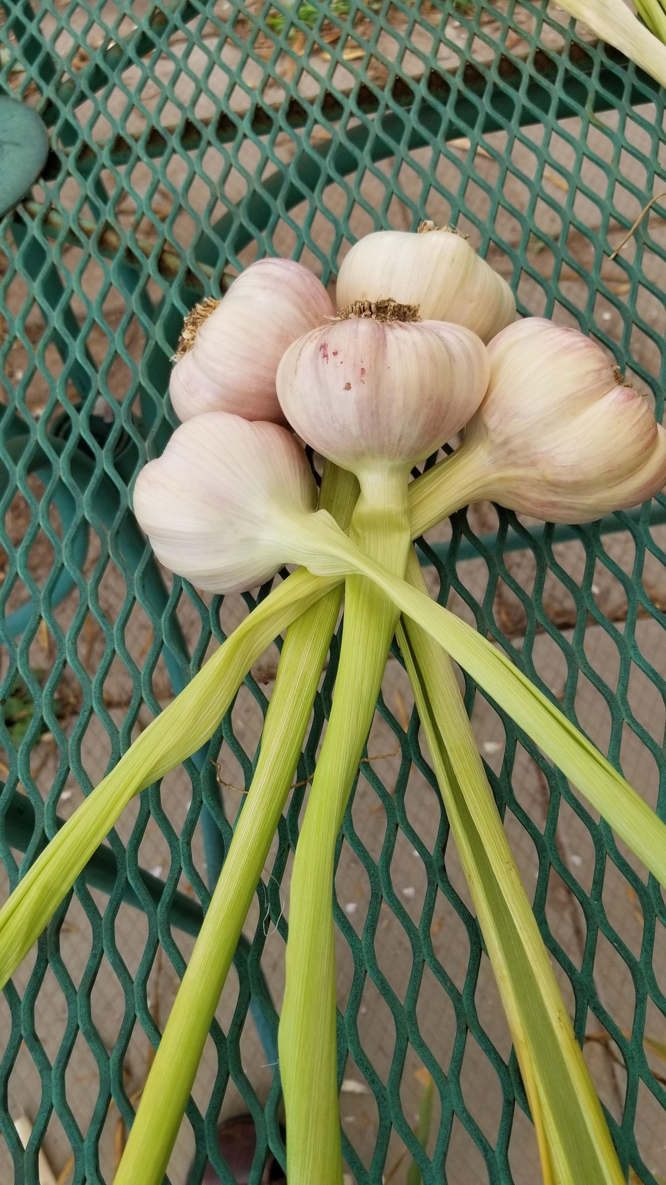Garlic Gardening : 49 Steps (with Pictures) - Instructables
