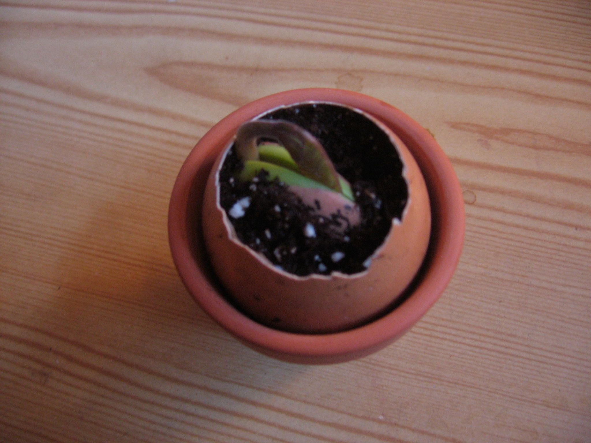 Eggshell Seed Starters : 7 Steps (with Pictures) - Instructables