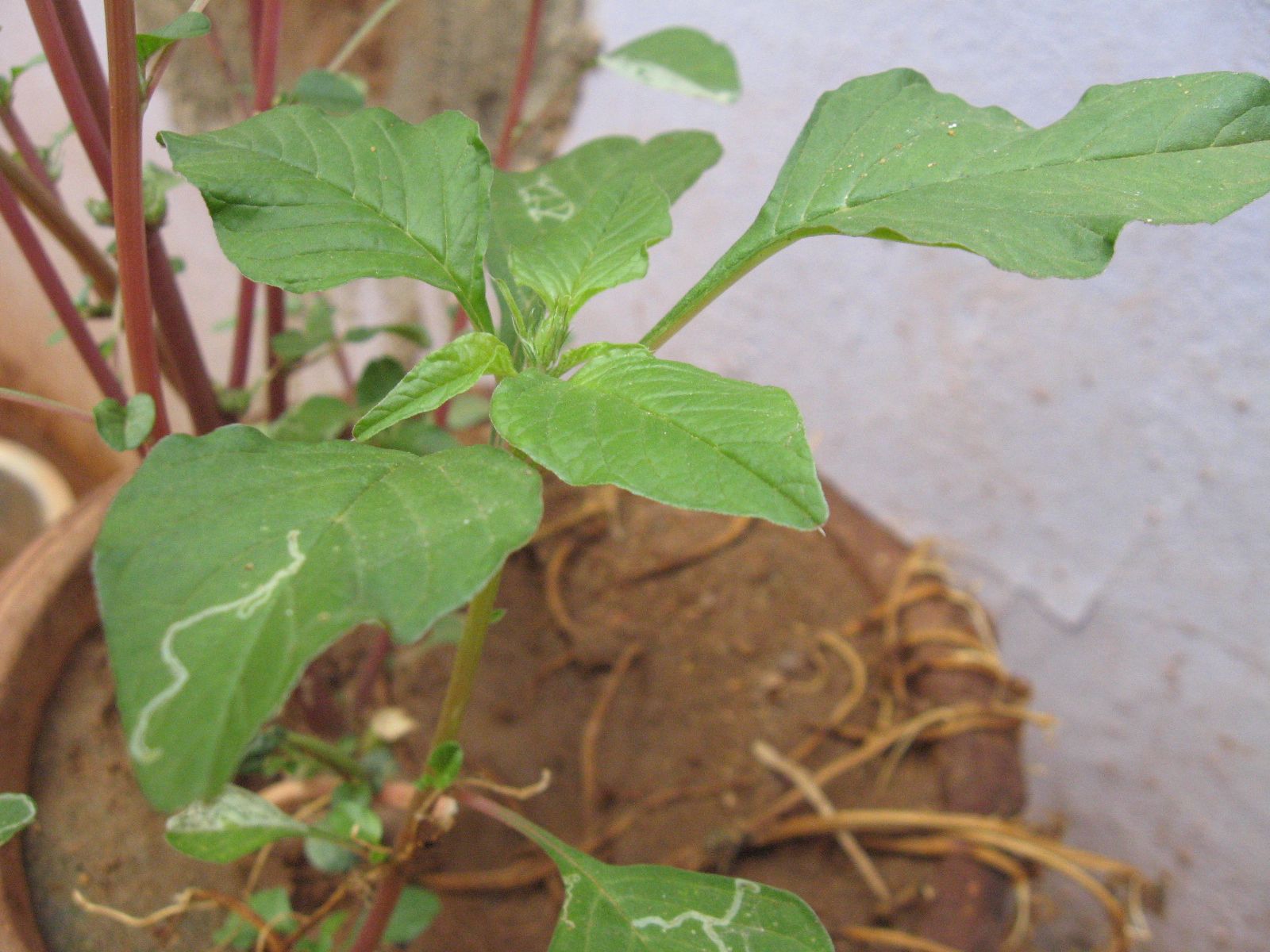 How to Grow Amaranth From Stems and Collect Seeds : 5 Steps (with ...
