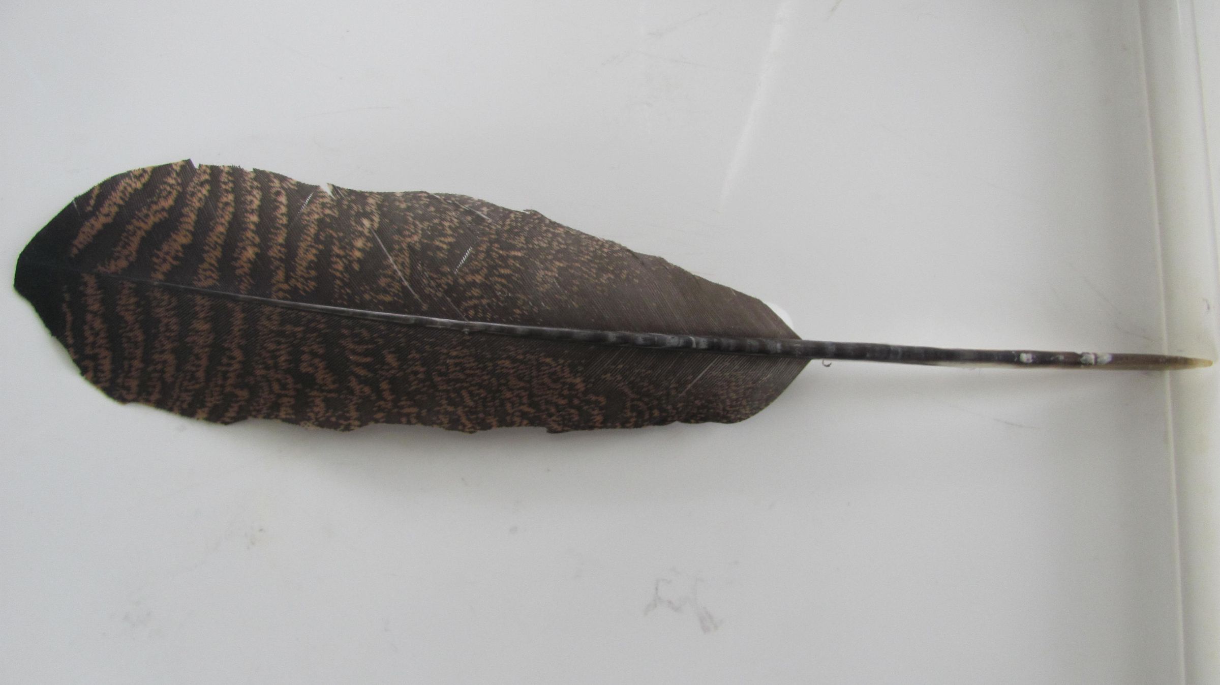 How to Make a Feather Pen (plus Invisible Ink!) : 8 Steps - Instructables