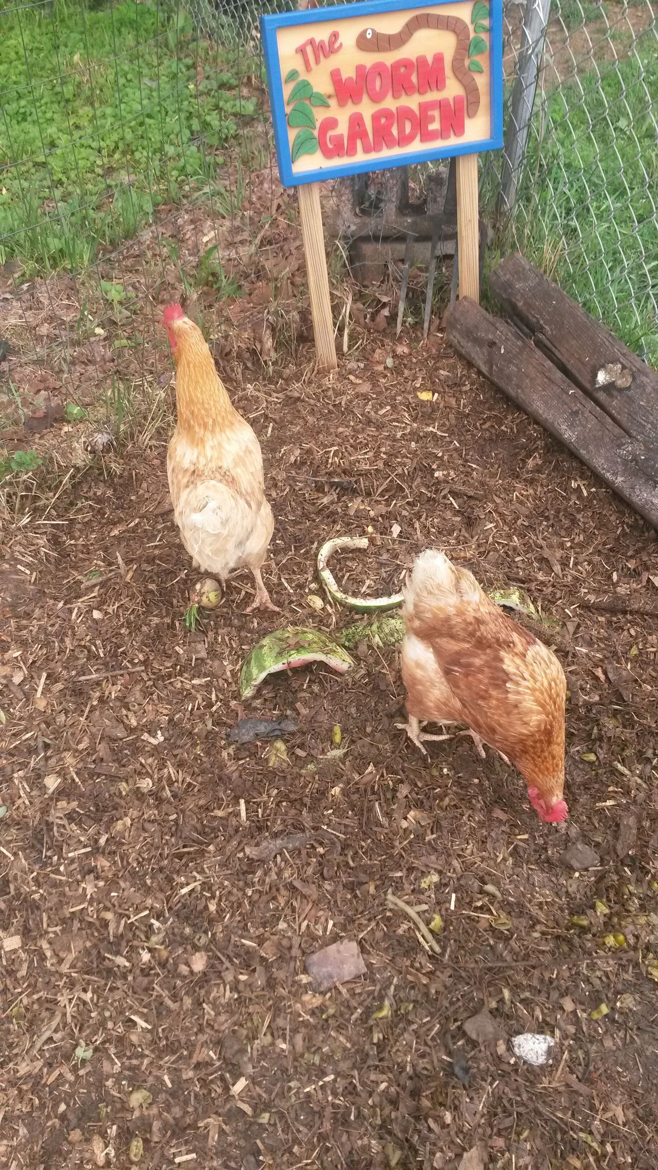 Chicken Playground : 3 Steps - Instructables