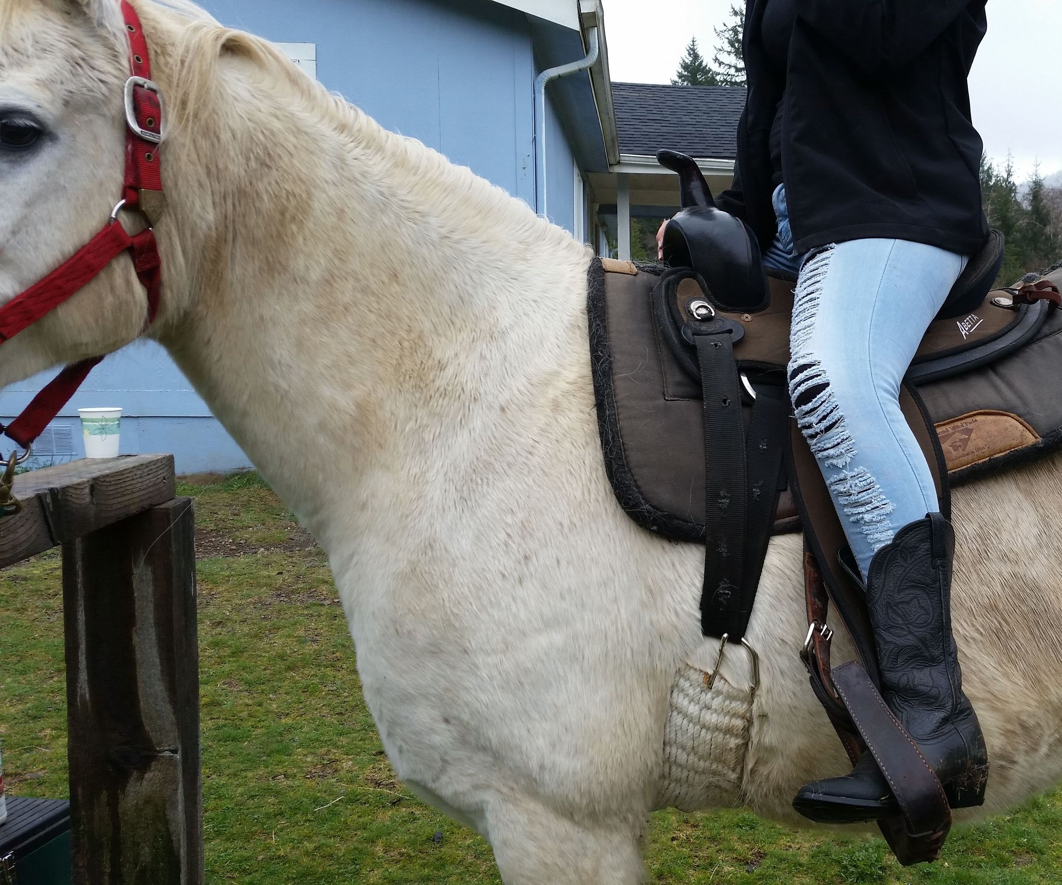 Saddle a Western Horse : 4 Steps - Instructables
