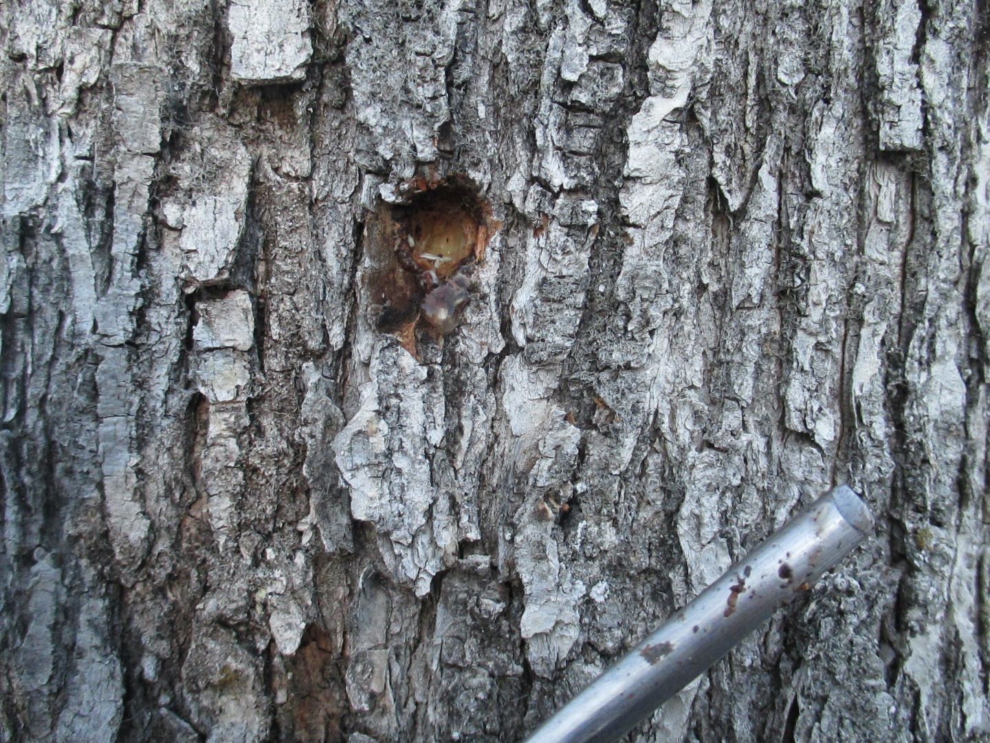 How to Make a Spile(for Collecting Sap) : 6 Steps (with Pictures ...