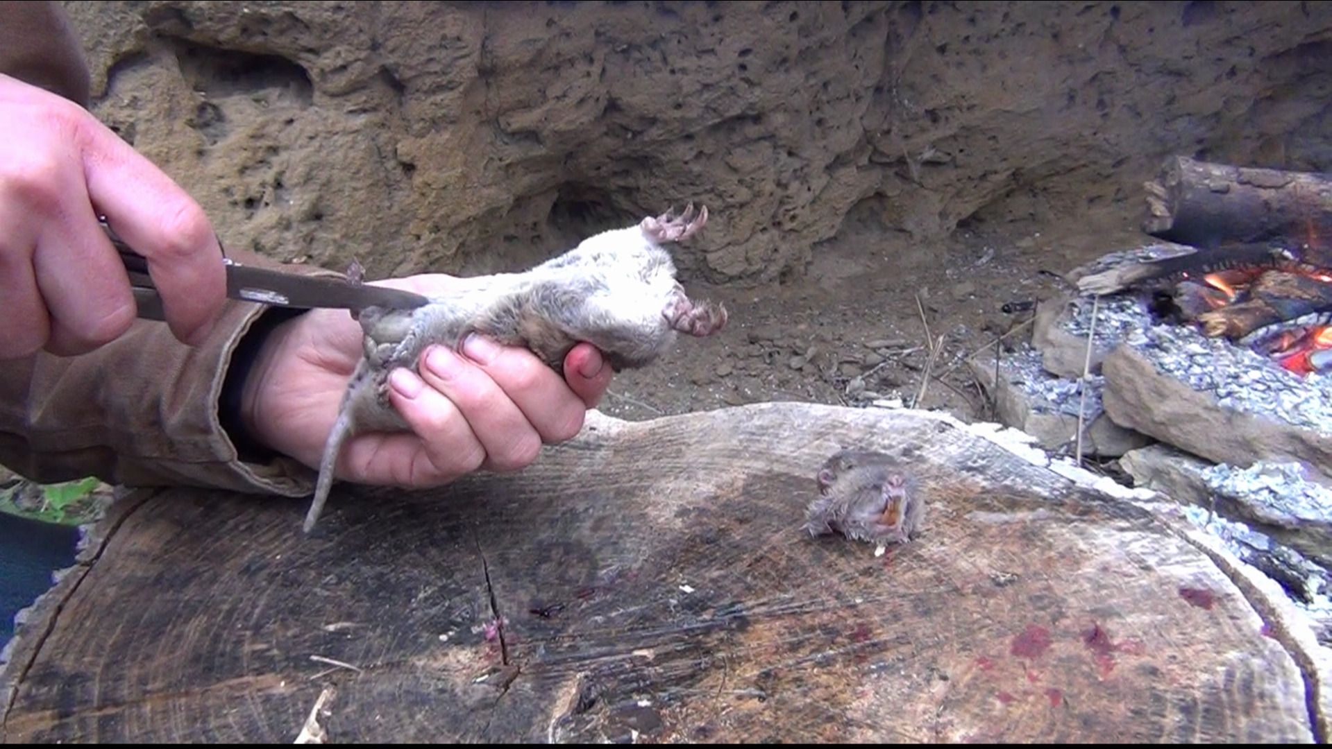 How to Skin and Cook Gopher : 7 Steps (with Pictures) - Instructables