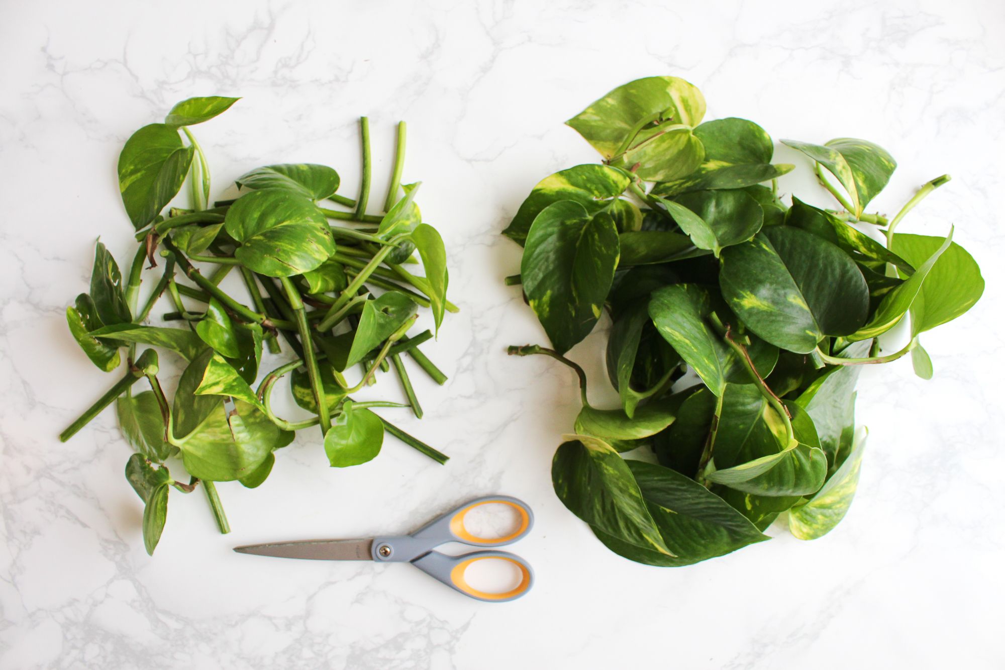 How to Propagate a Pothos Plant : 6 Steps (with Pictures) - Instructables