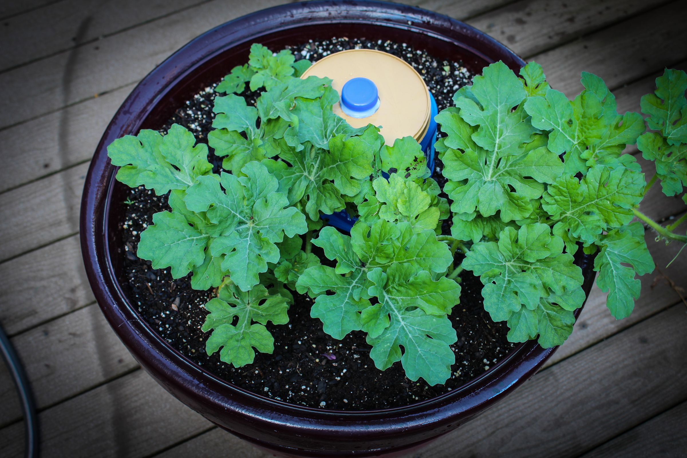 Coffee Container Slow Drip Watering : 9 Steps (with Pictures ...