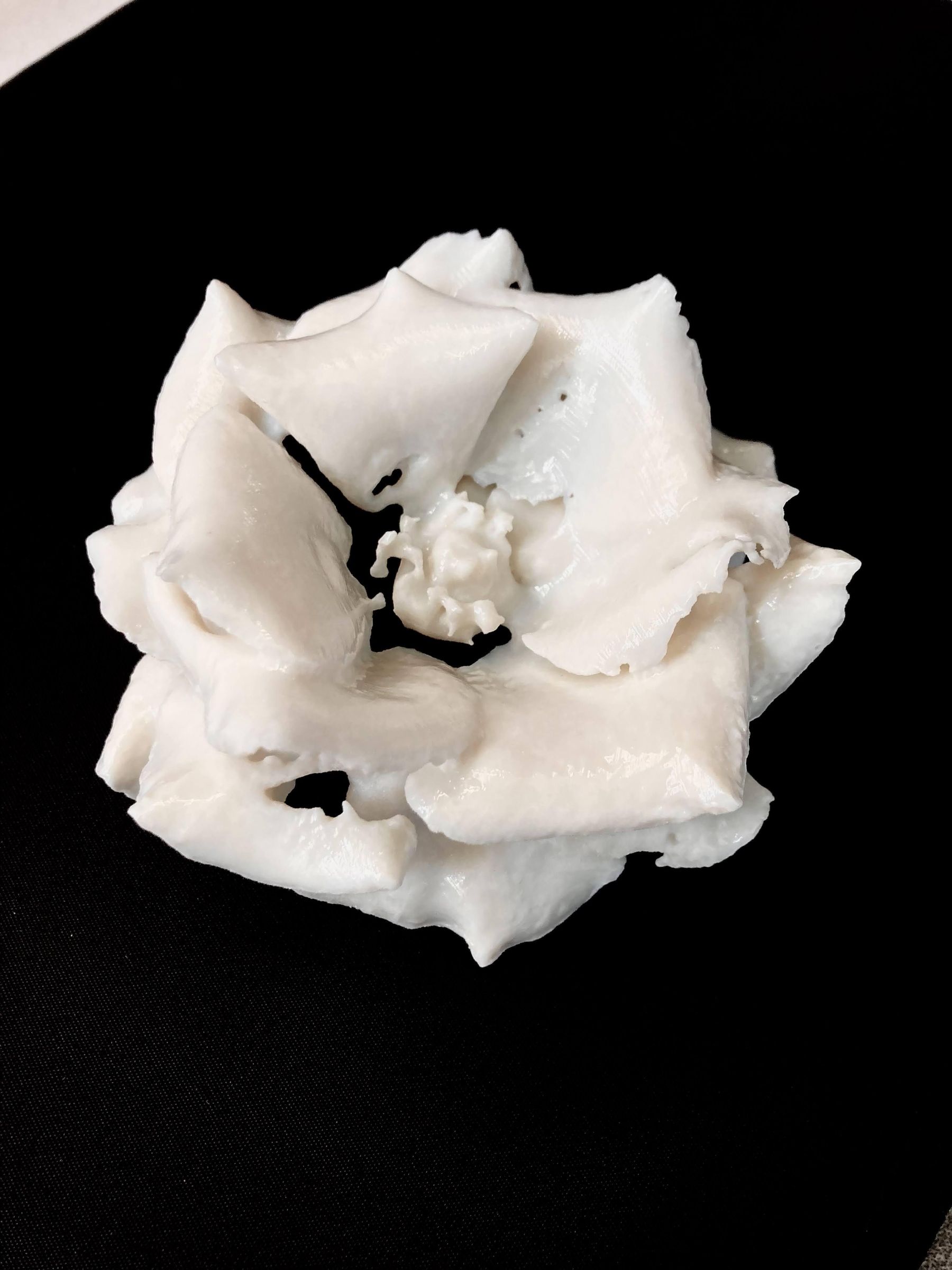 Flower Photogrammetry : 4 Steps - Instructables