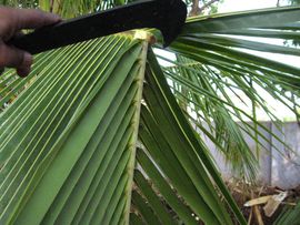 How to Make a Coconut Palm Hat : 16 Steps (with Pictures) - Instructables
