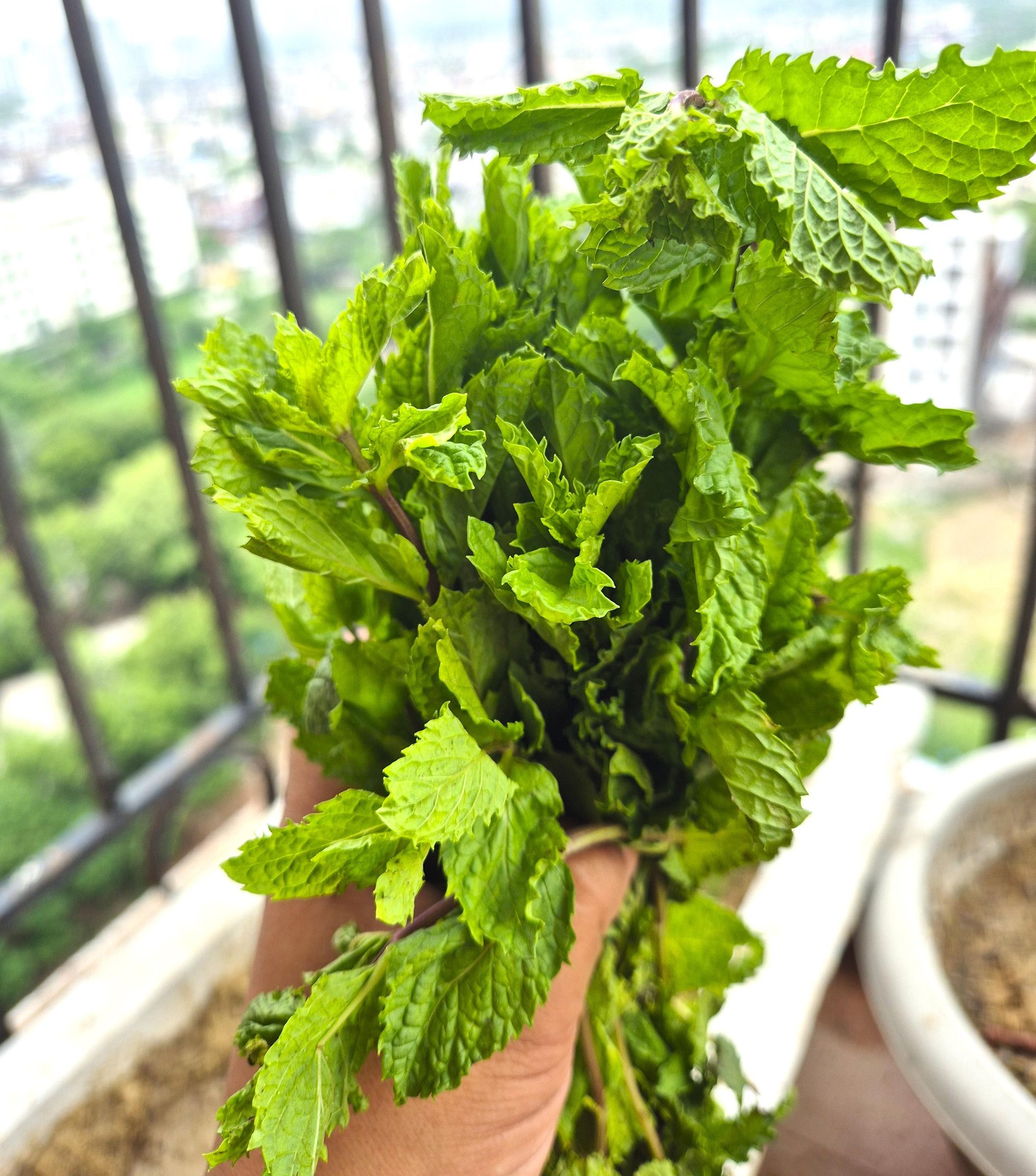 The Quintessential Coriander and Mint Chutney: a Timeless Indian ...