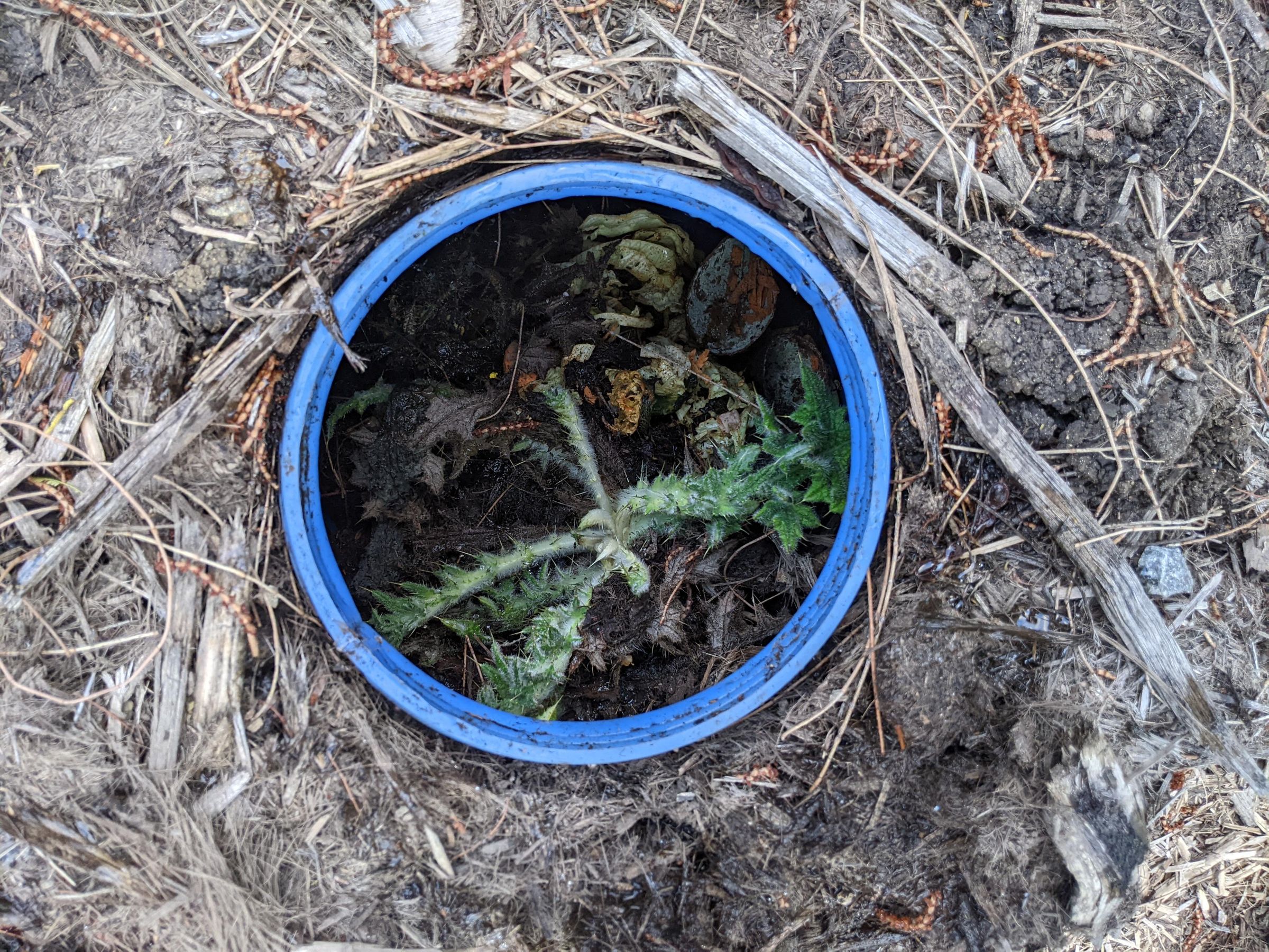 In-ground Worm Farm : 8 Steps (with Pictures) - Instructables