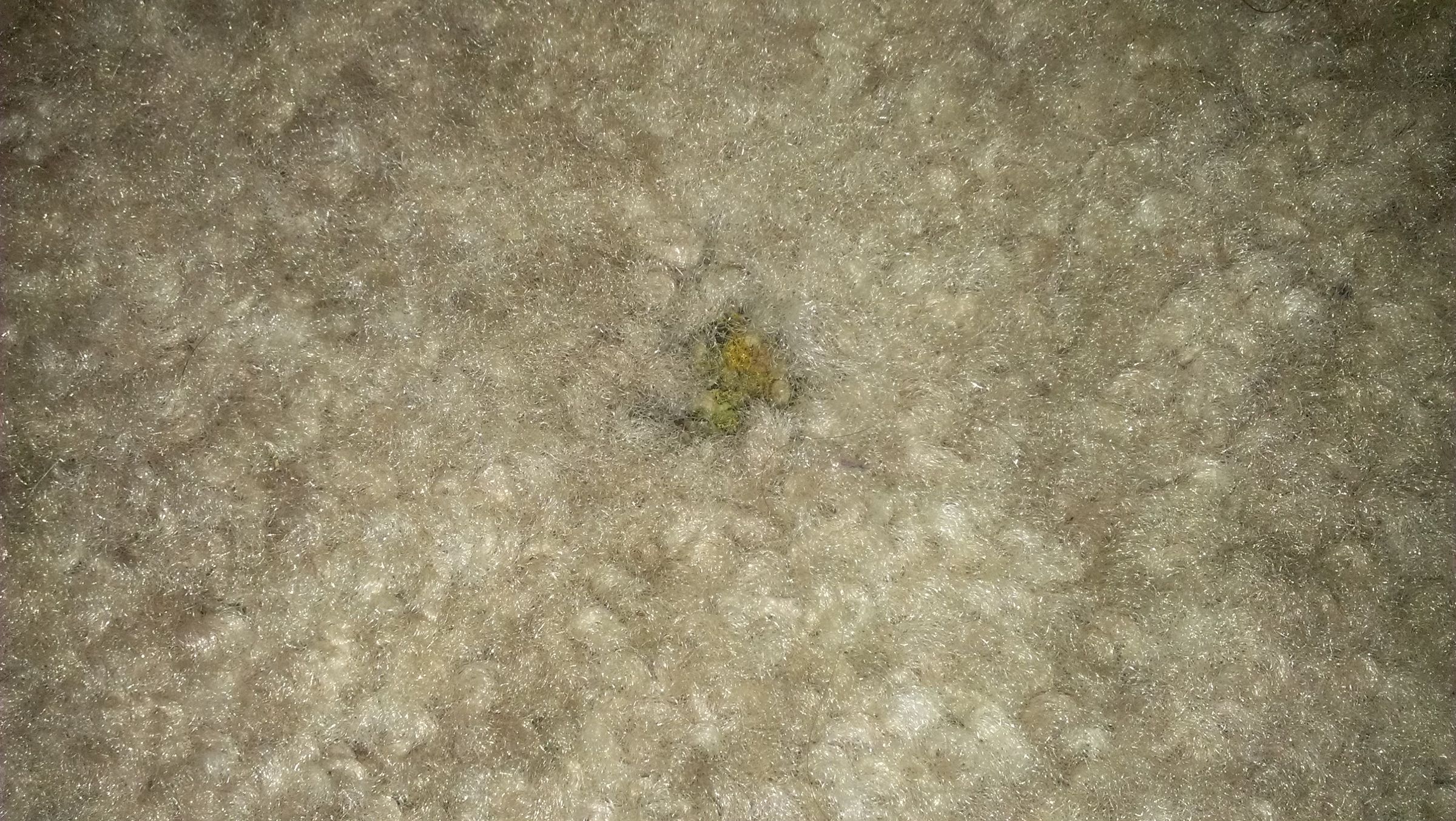 Making Small Stains / Burns / Holes in Carpet As If They Never Happened ...