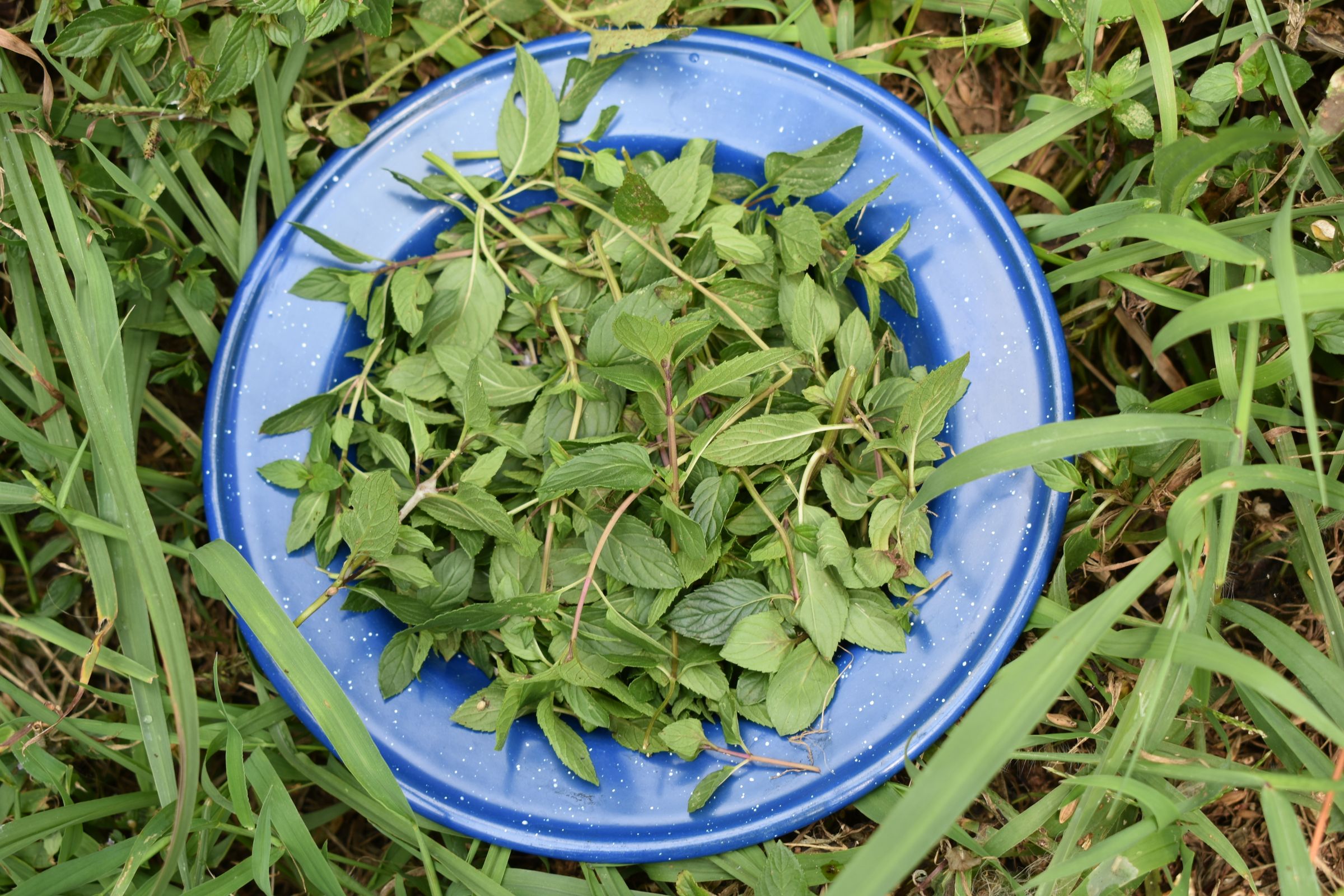 Cold Brew Wild Mint Tea : 6 Steps (with Pictures) - Instructables
