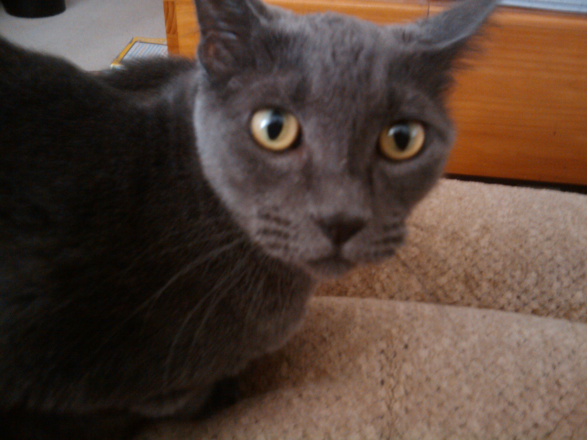 Kitty Litter Dust Reducer : 5 Steps - Instructables