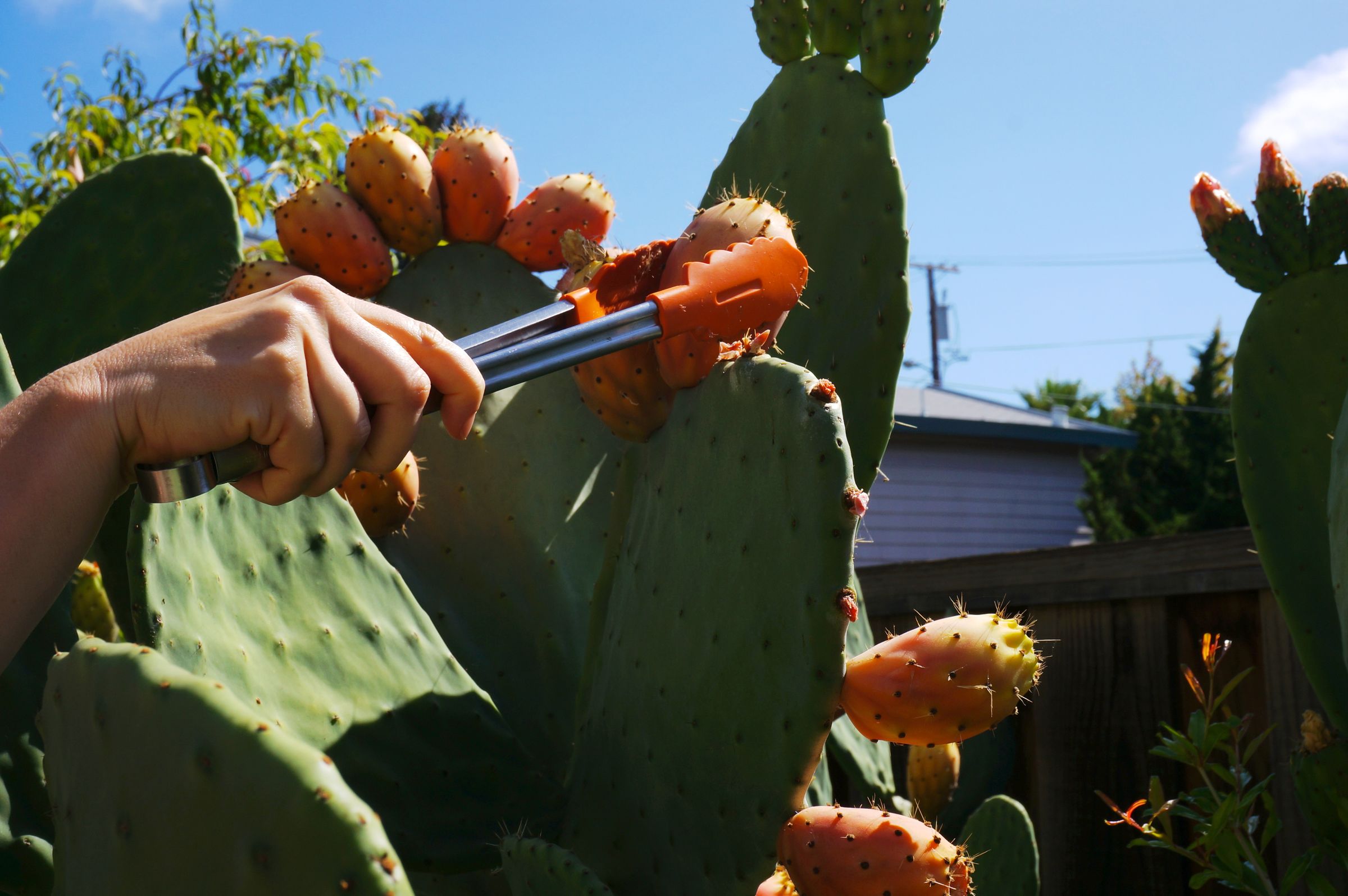How to Eat Prickly Pear, A.k.a. Cactus Fruit, A.k.a. Tunas : 5 Steps ...