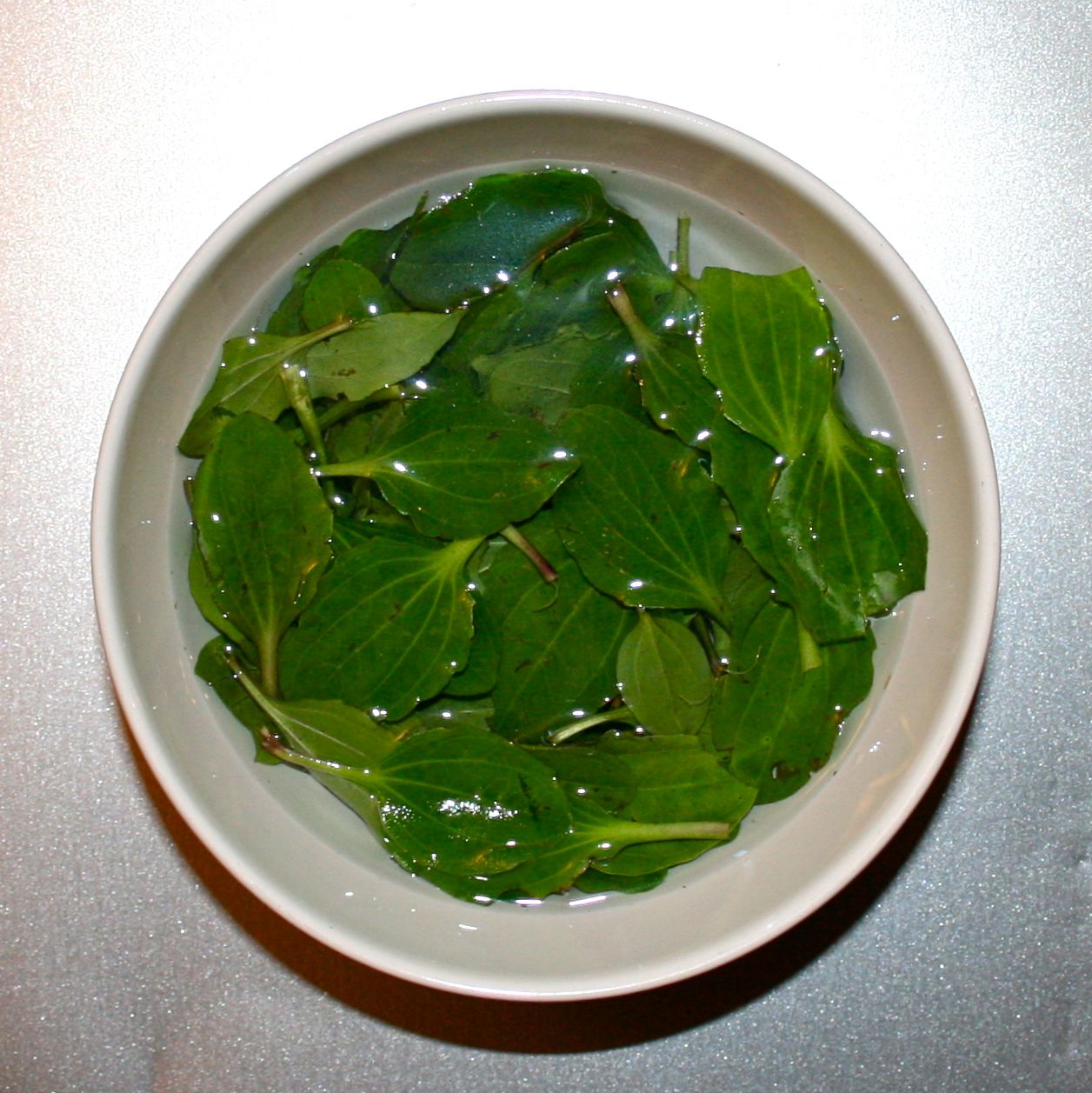 Plantain Poultice: Boils, Blisters & Bug Bites : 9 Steps (with Pictures ...
