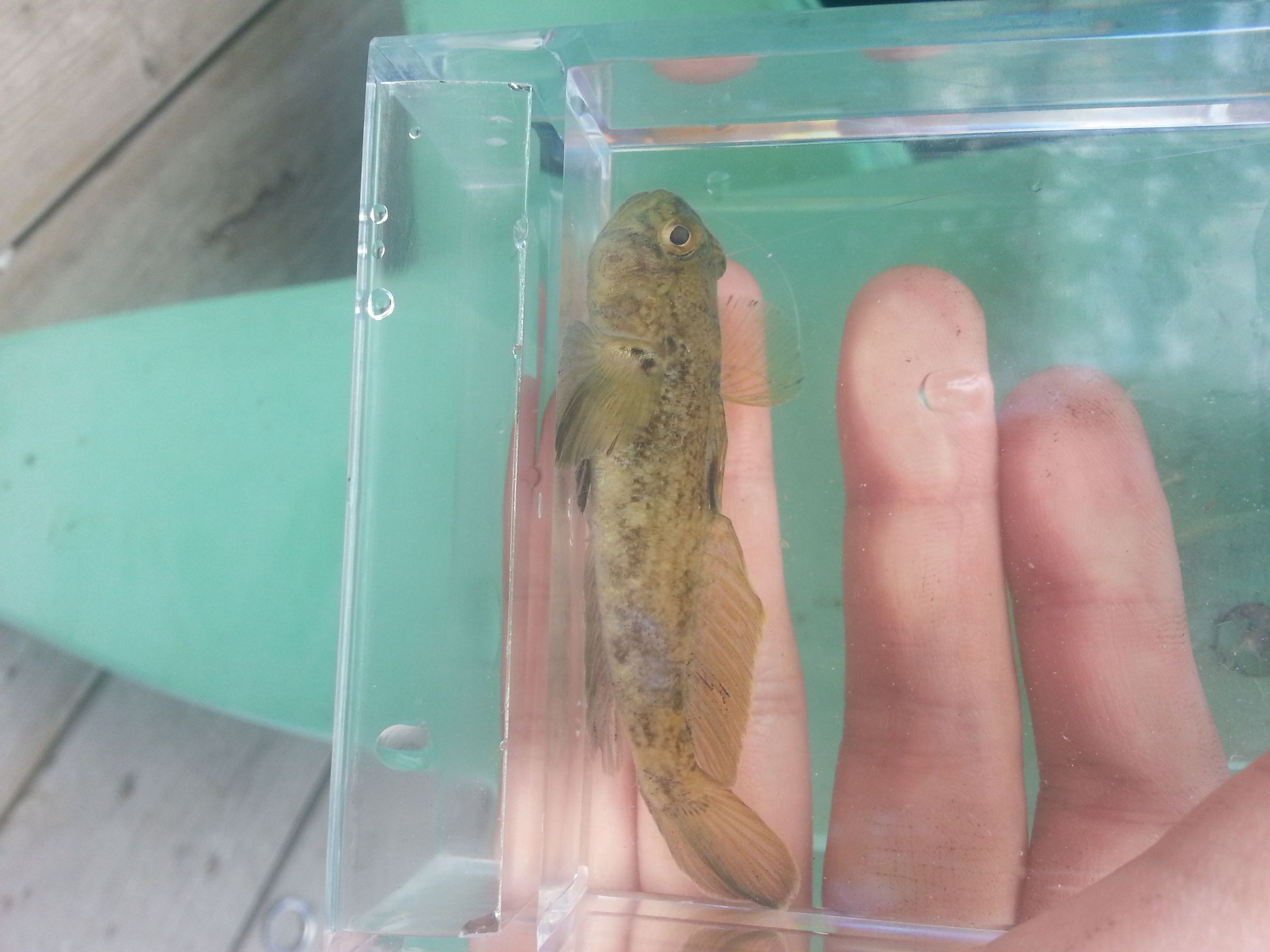 Budget Microfishing : 8 Steps (with Pictures) - Instructables