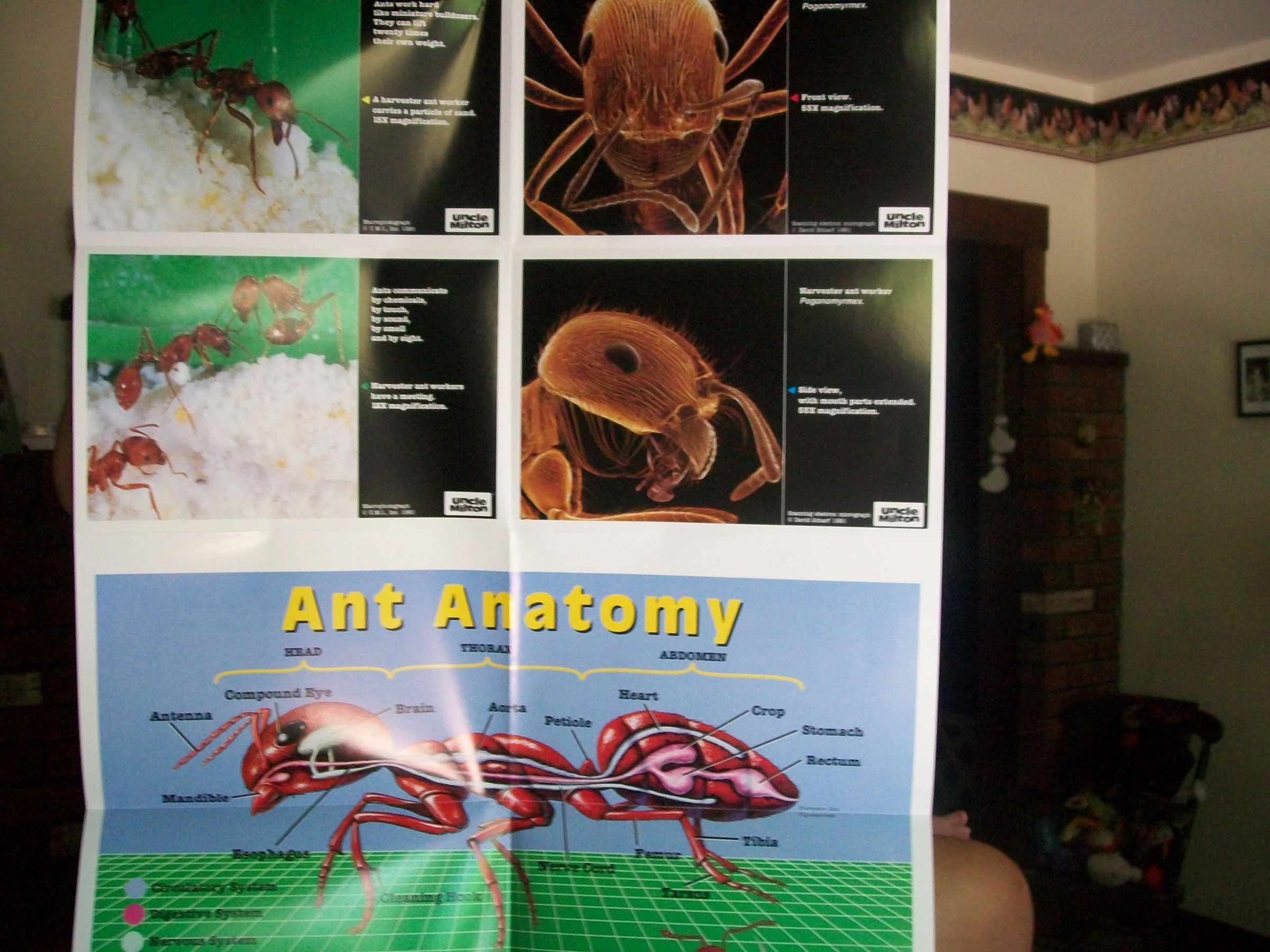 How to Ready Your Uncle Milton Ant Farm : 15 Steps - Instructables