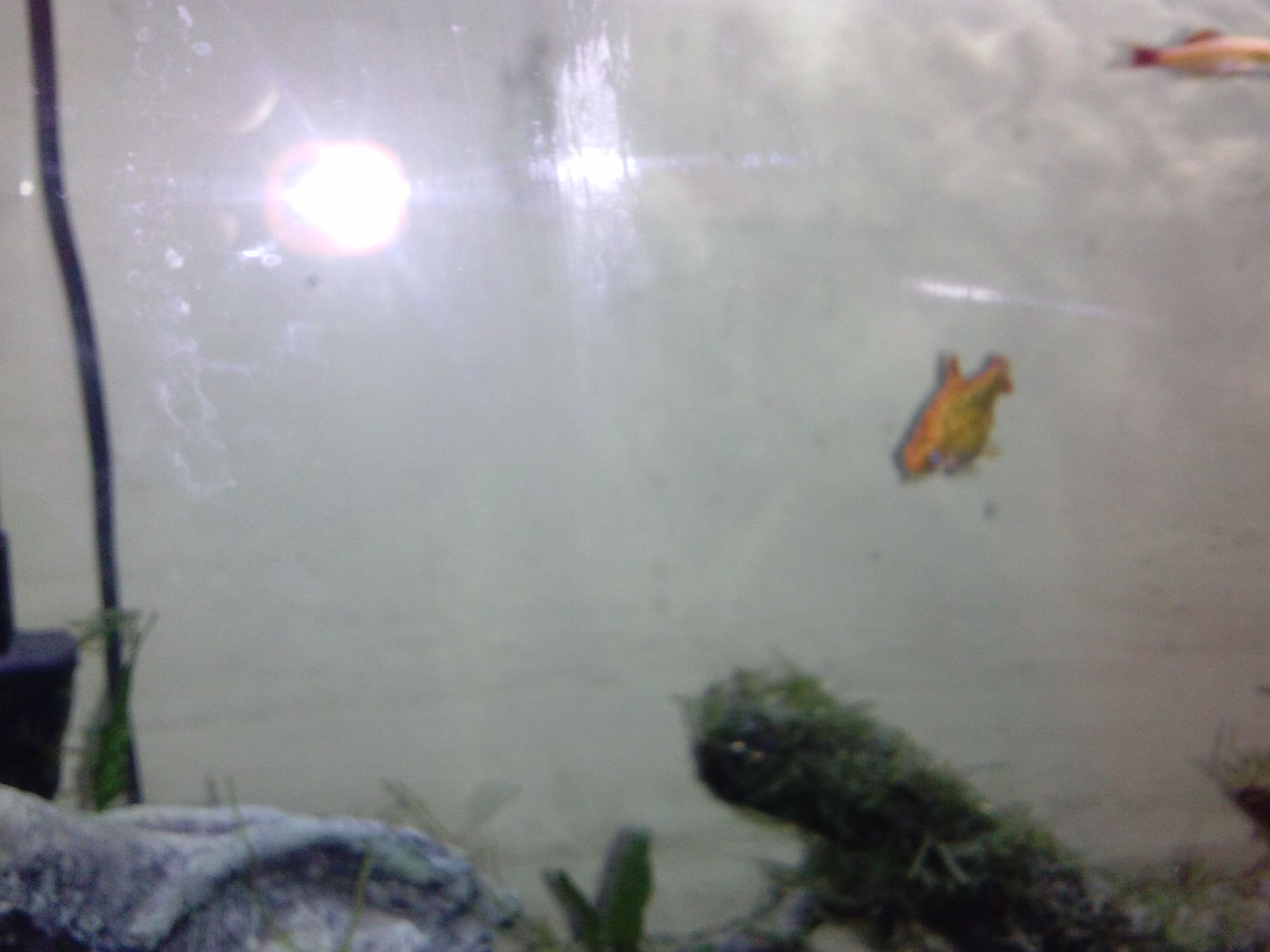 Fish Care : 10 Steps - Instructables