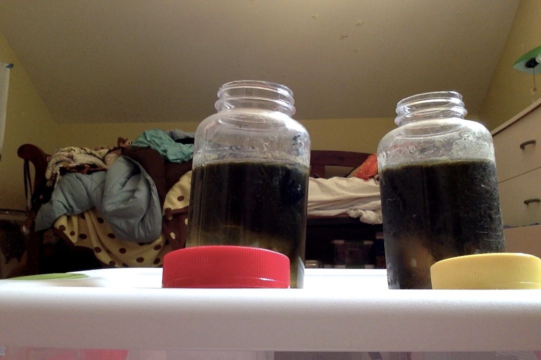 Algae Experiment - Instructables