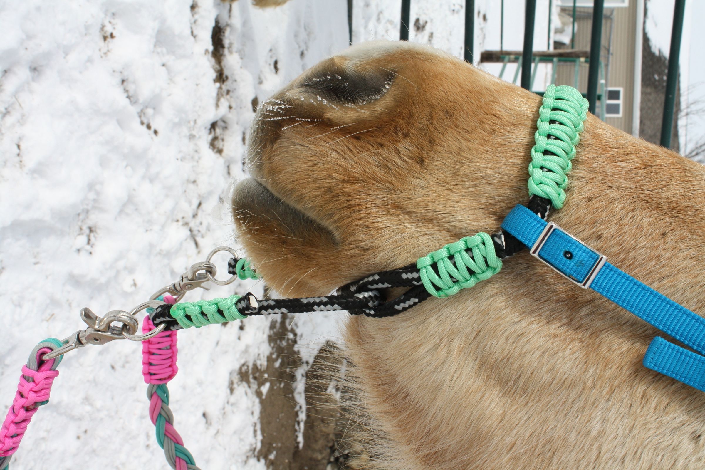 Rope and Paracord Bosal or Indian Side Pull : 10 Steps - Instructables