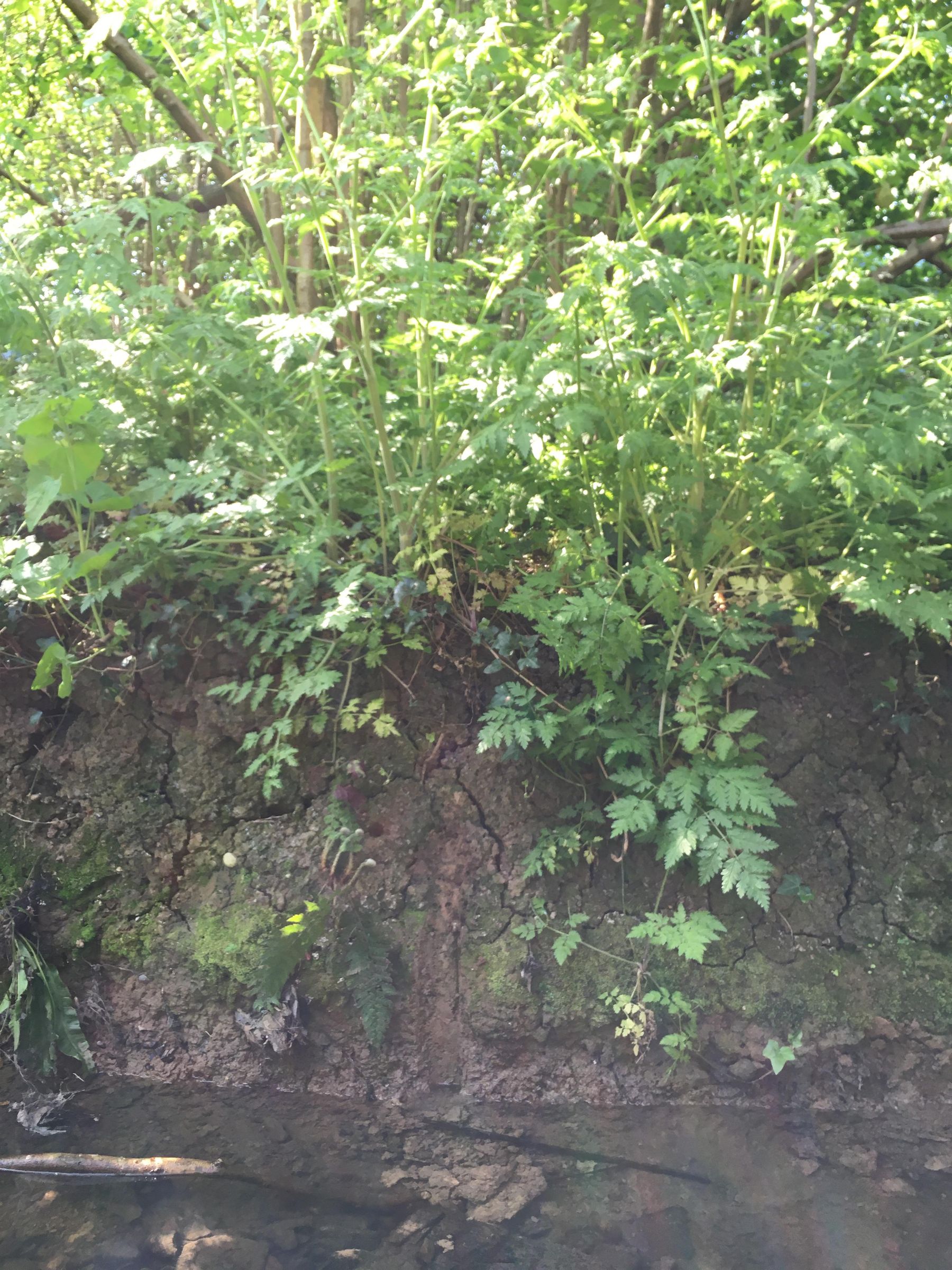 The River Clay Project - From Riverbed to Dining Table : 36 Steps (with ...