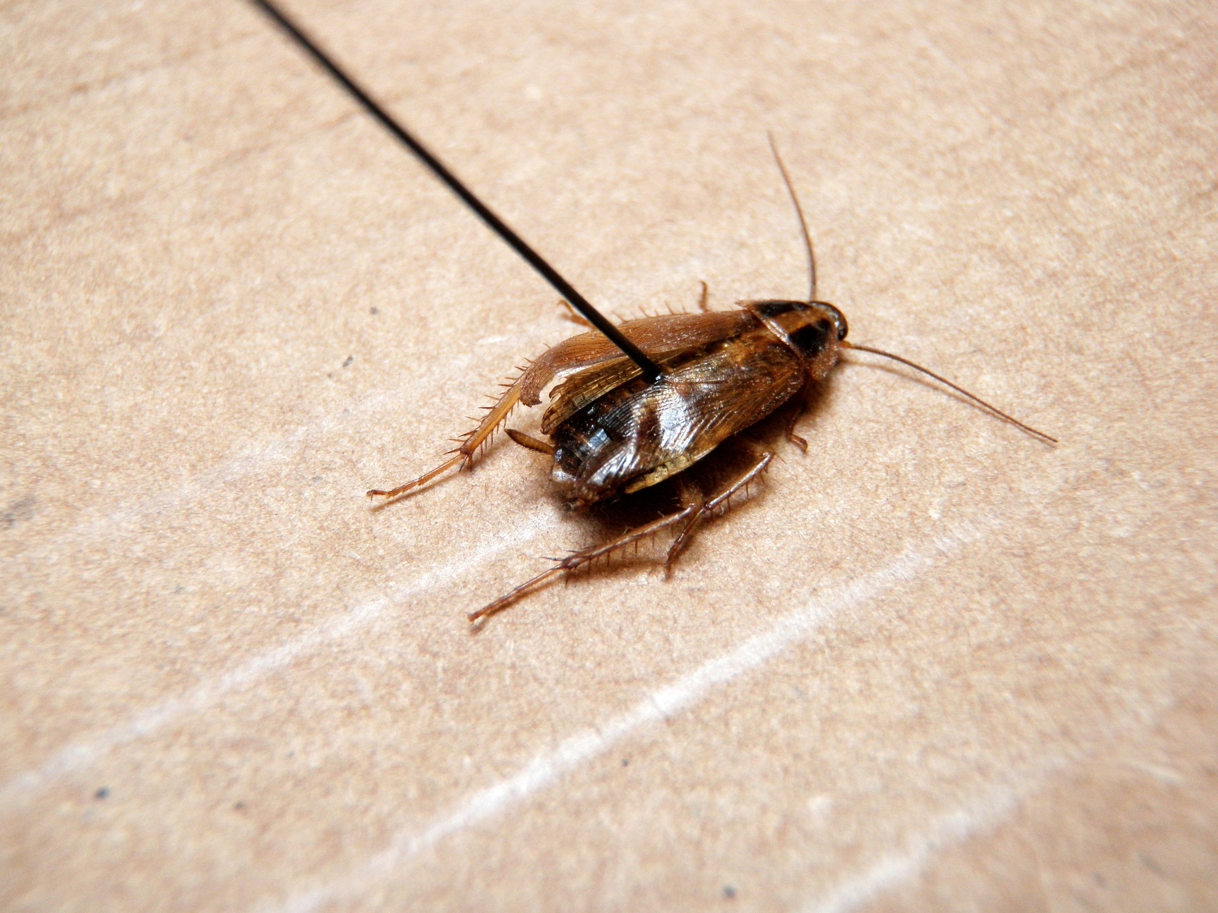 Catch a Cockerfly : 7 Steps (with Pictures) - Instructables