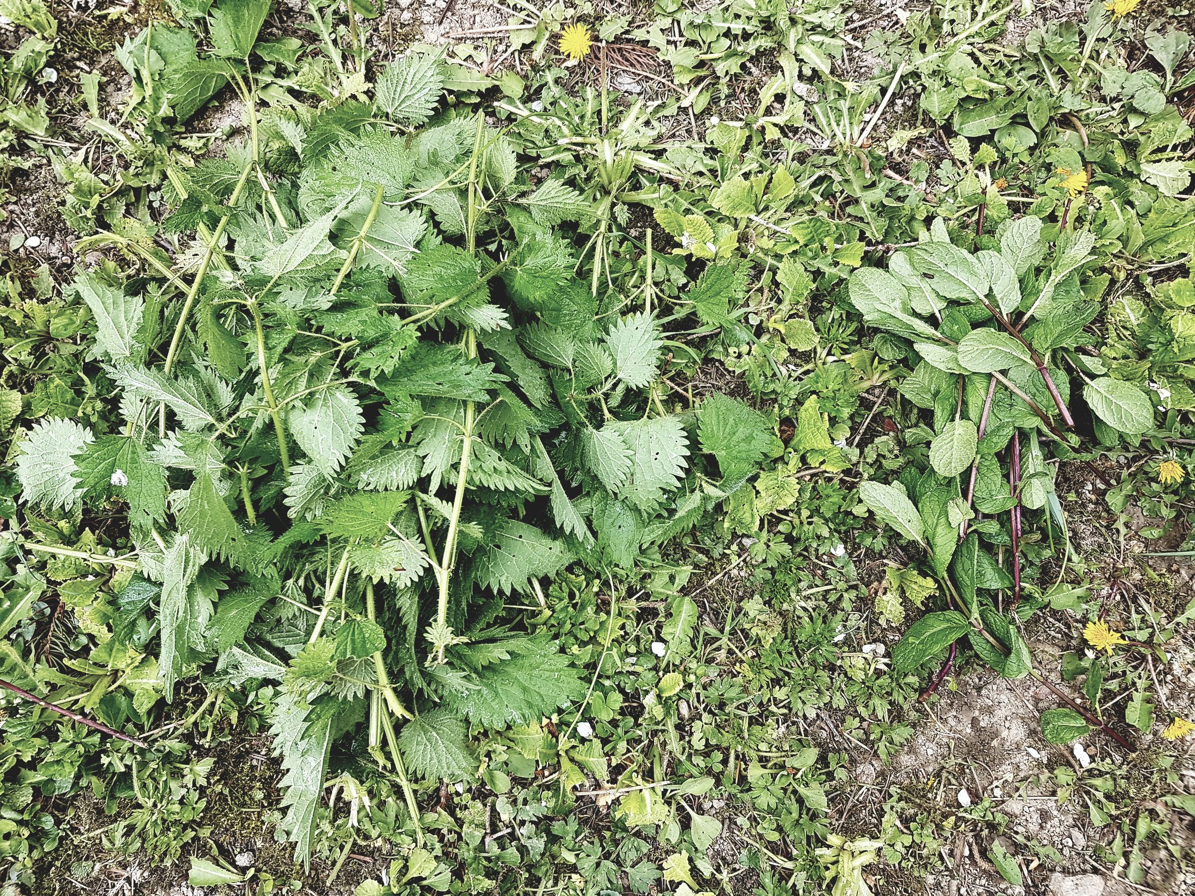 Homemade Natural Insecticide/repellent (with Pictures) - Instructables