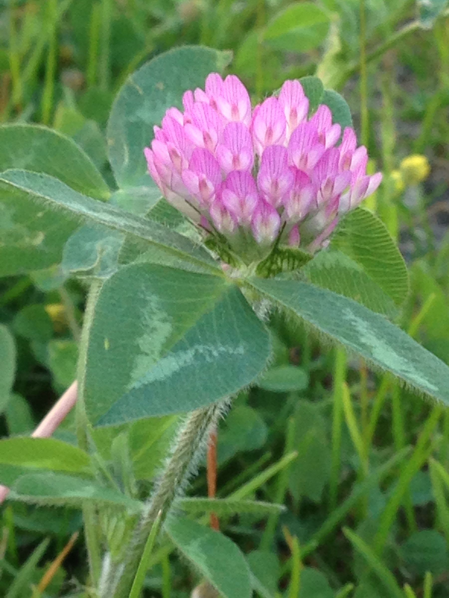 Medicinal Plants and Their Uses : 3 Steps - Instructables