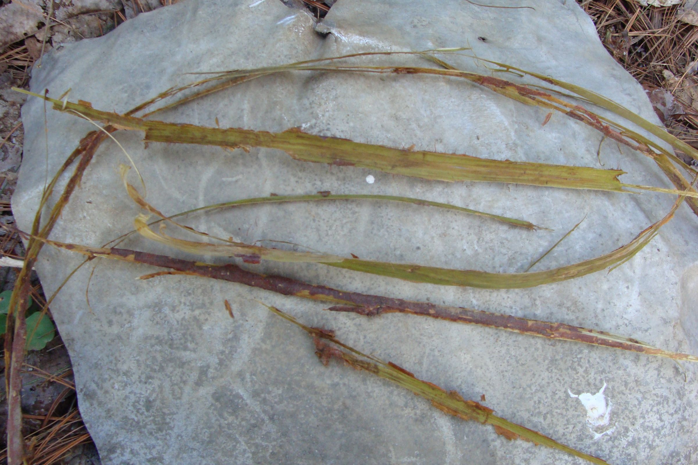 Natural Cordage : 7 Steps (with Pictures) - Instructables