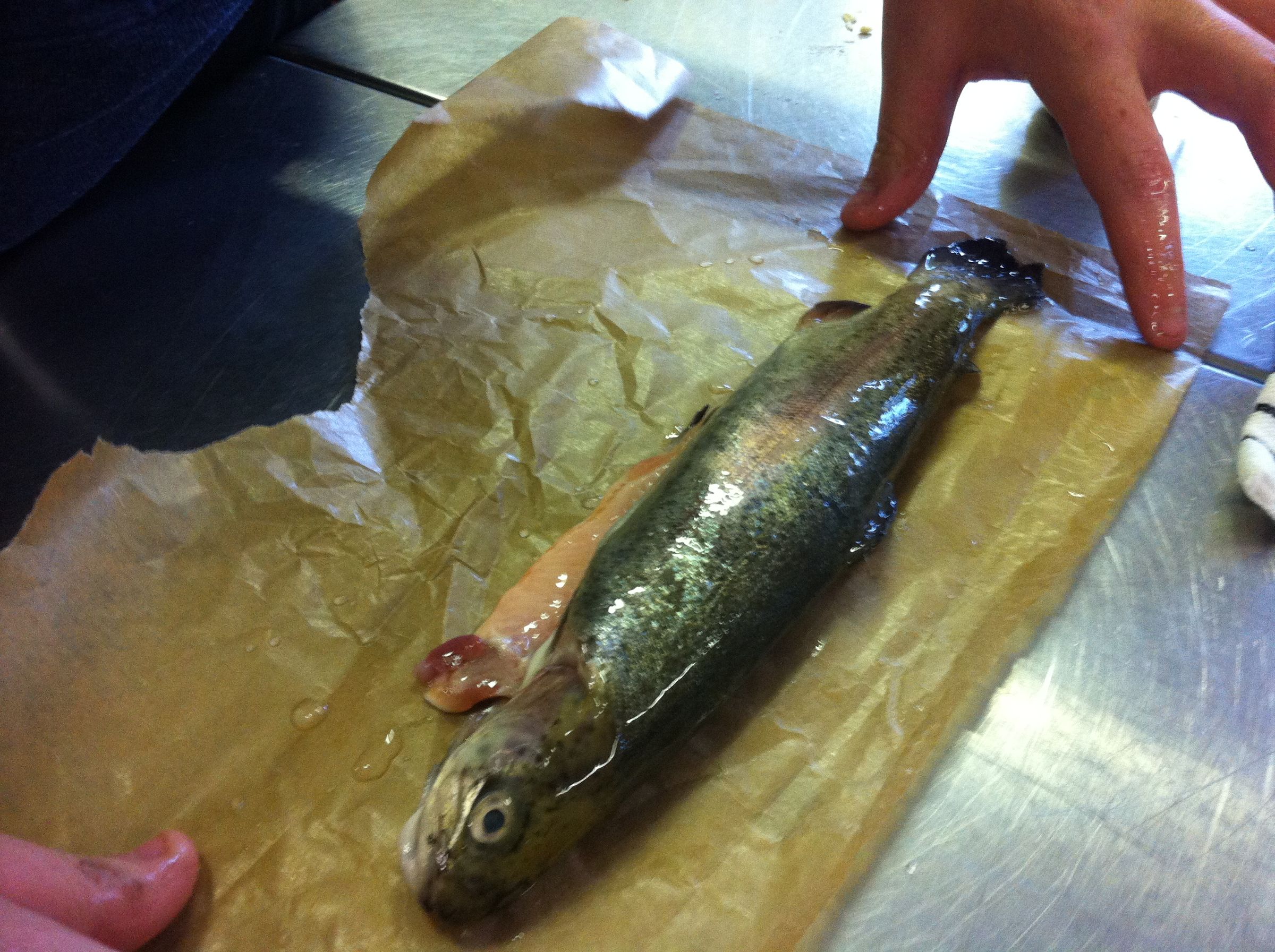 Cooking a Fish in Newspaper : 5 Steps (with Pictures) - Instructables