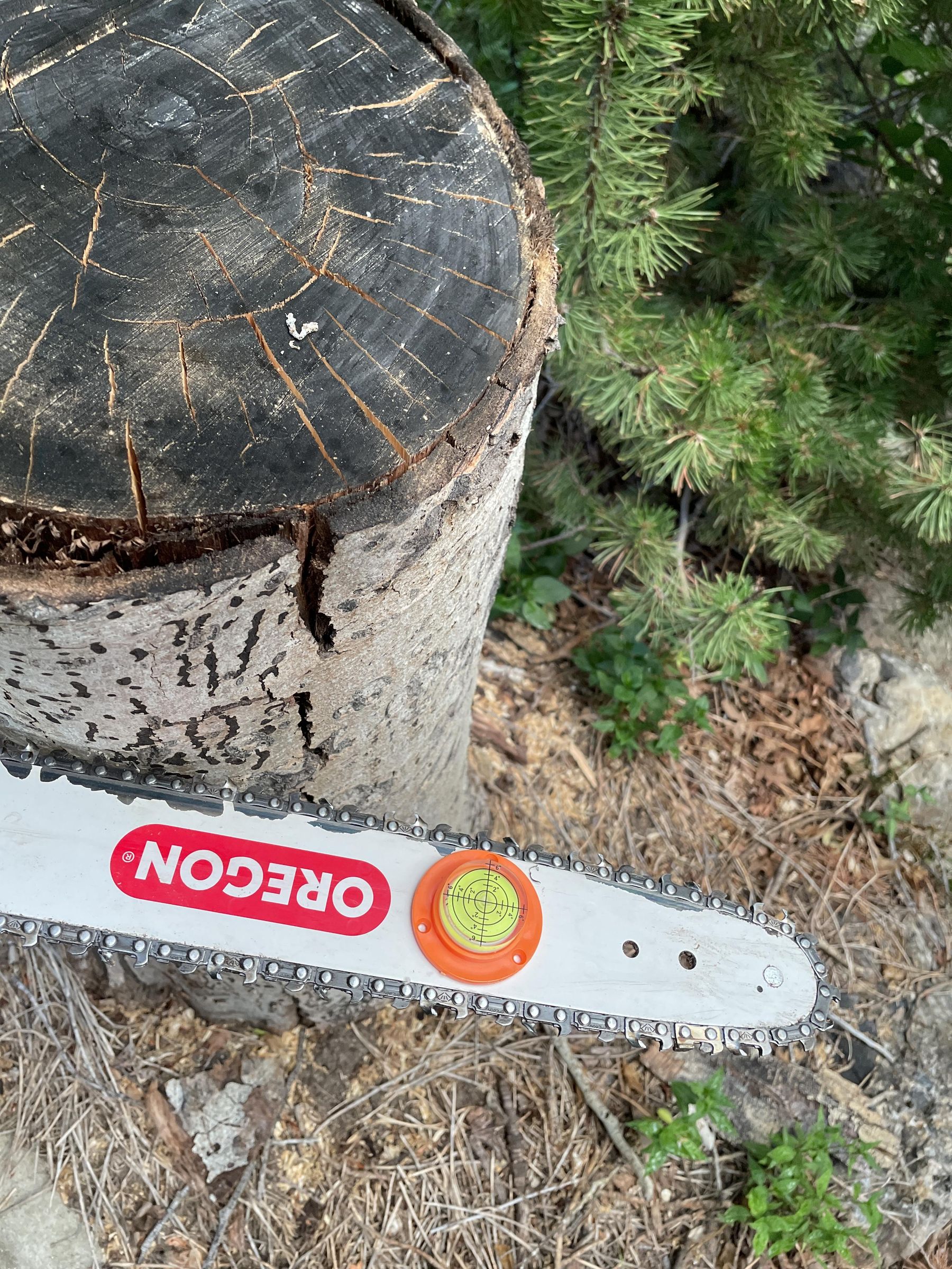 Transform a Tree Stump Into a Planter Box : 11 Steps (with Pictures ...