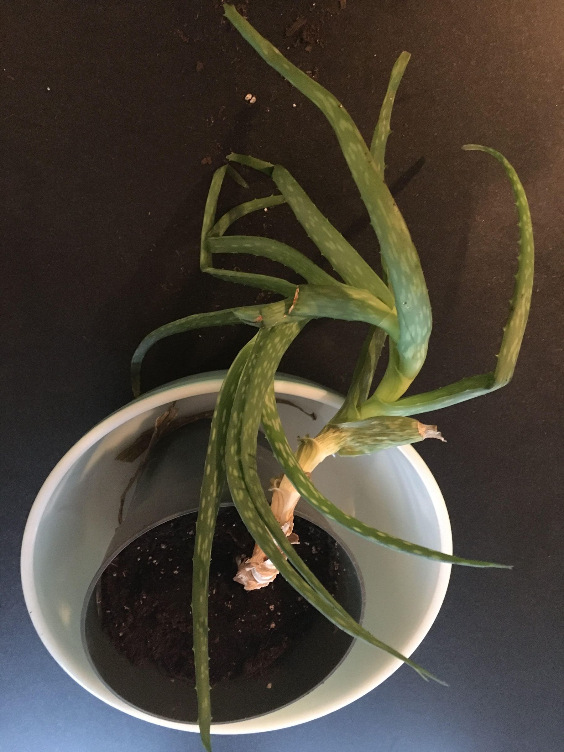 Upside-down Hanging Pot With Things You (May) Have in Your House : 7 ...