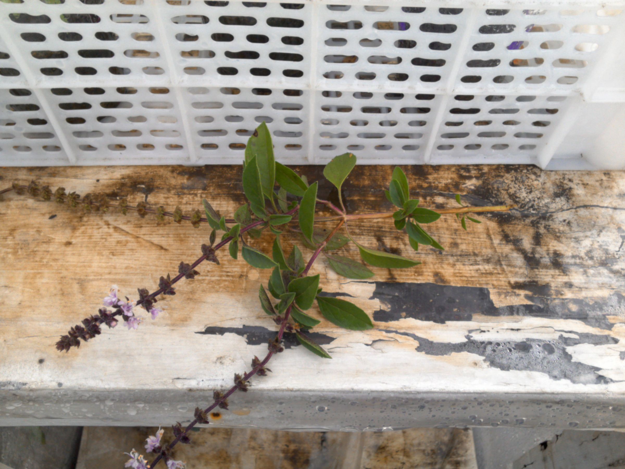 How to Reproduce Basil Without Seed : 4 Steps (with Pictures ...