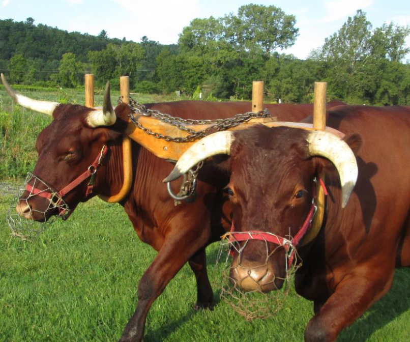 Lights Made From Ox Yoke