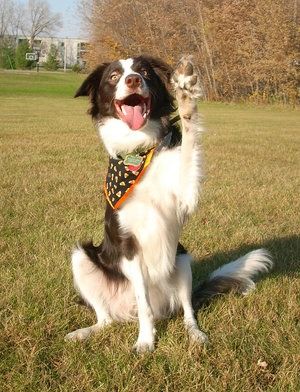Teach Your Dog How to Wave Hello/Goodbye : 3 Steps - Instructables