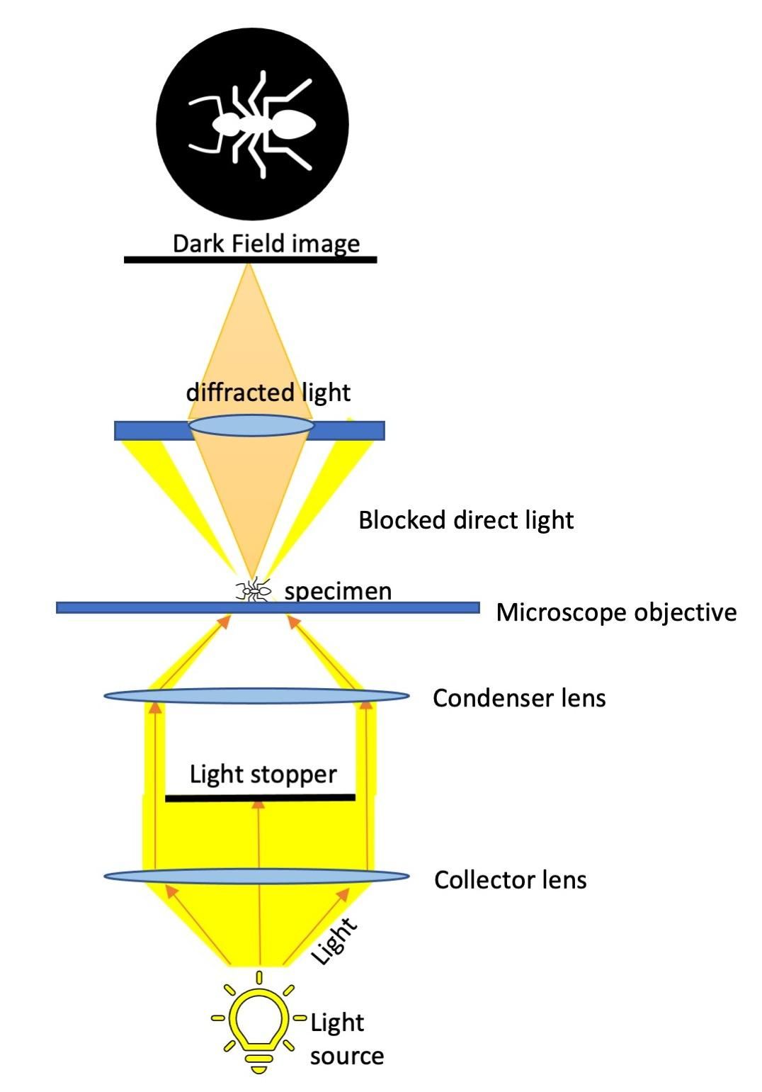 Looking Into the Dark-Field of Your Stereomicroscope : 5 Steps (with ...