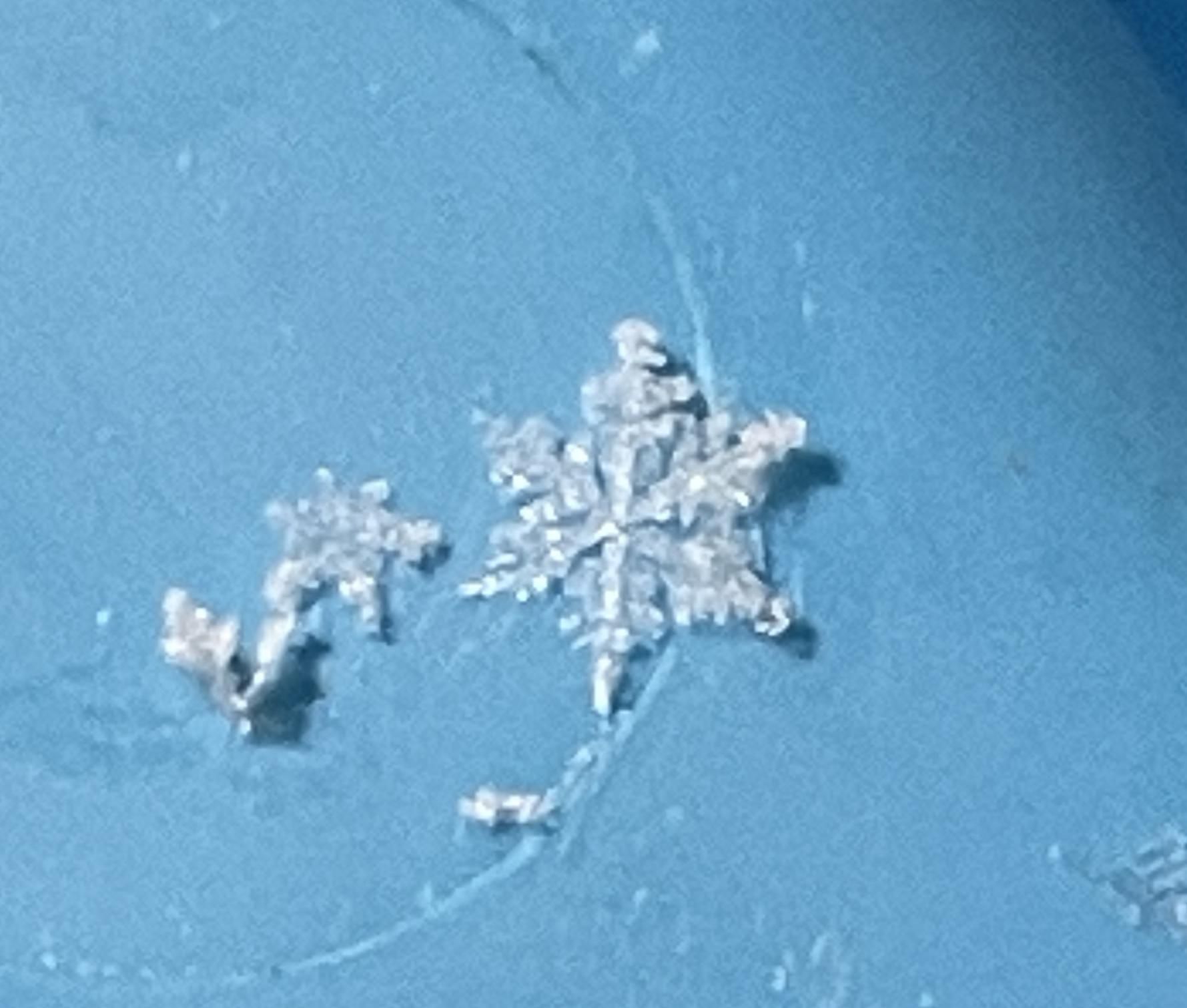 Capture Snowflakes With Photography (with Pictures) - Instructables