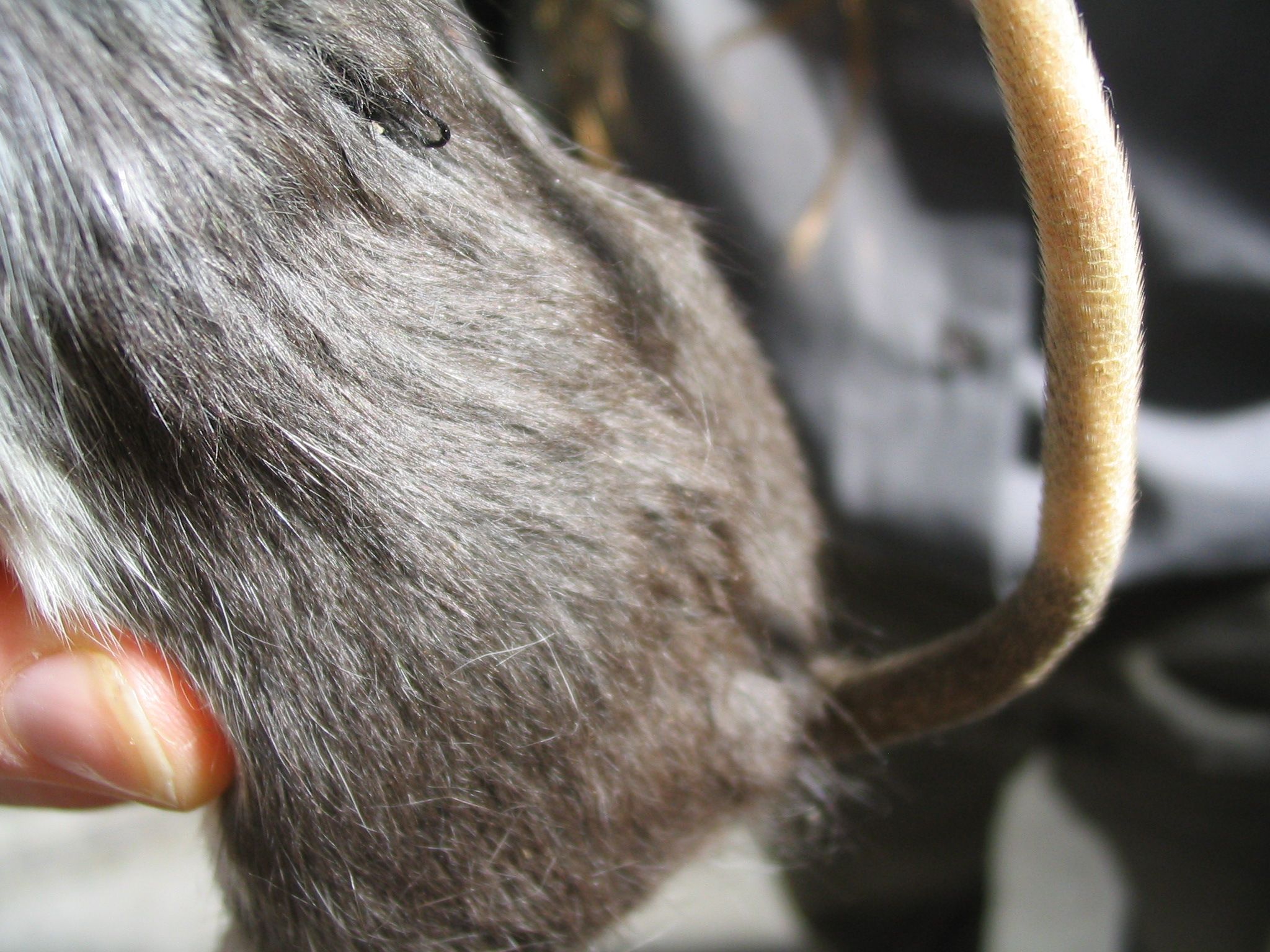 Battery Access Hatch for LED Throwie Rat : 4 Steps - Instructables