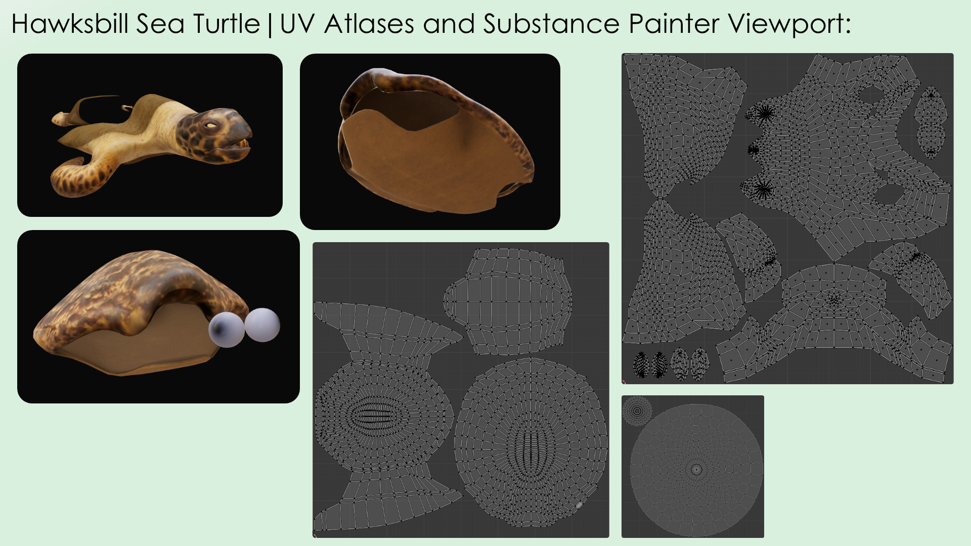 Enlivened Hawksbill Sea Turtle | Animated Photogrammetry Scan : 11 ...