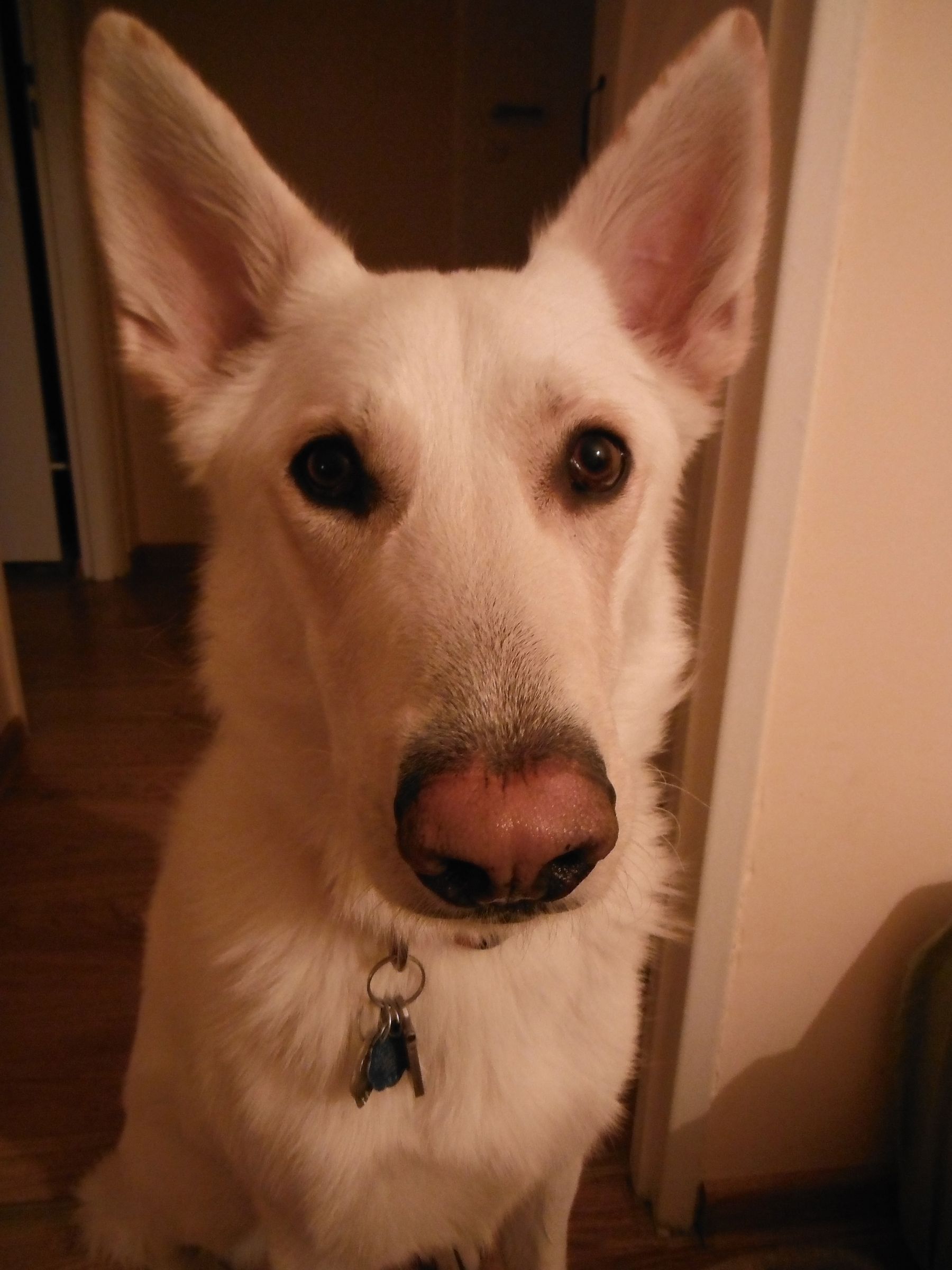 USB Dog Identification (with Pictures) - Instructables