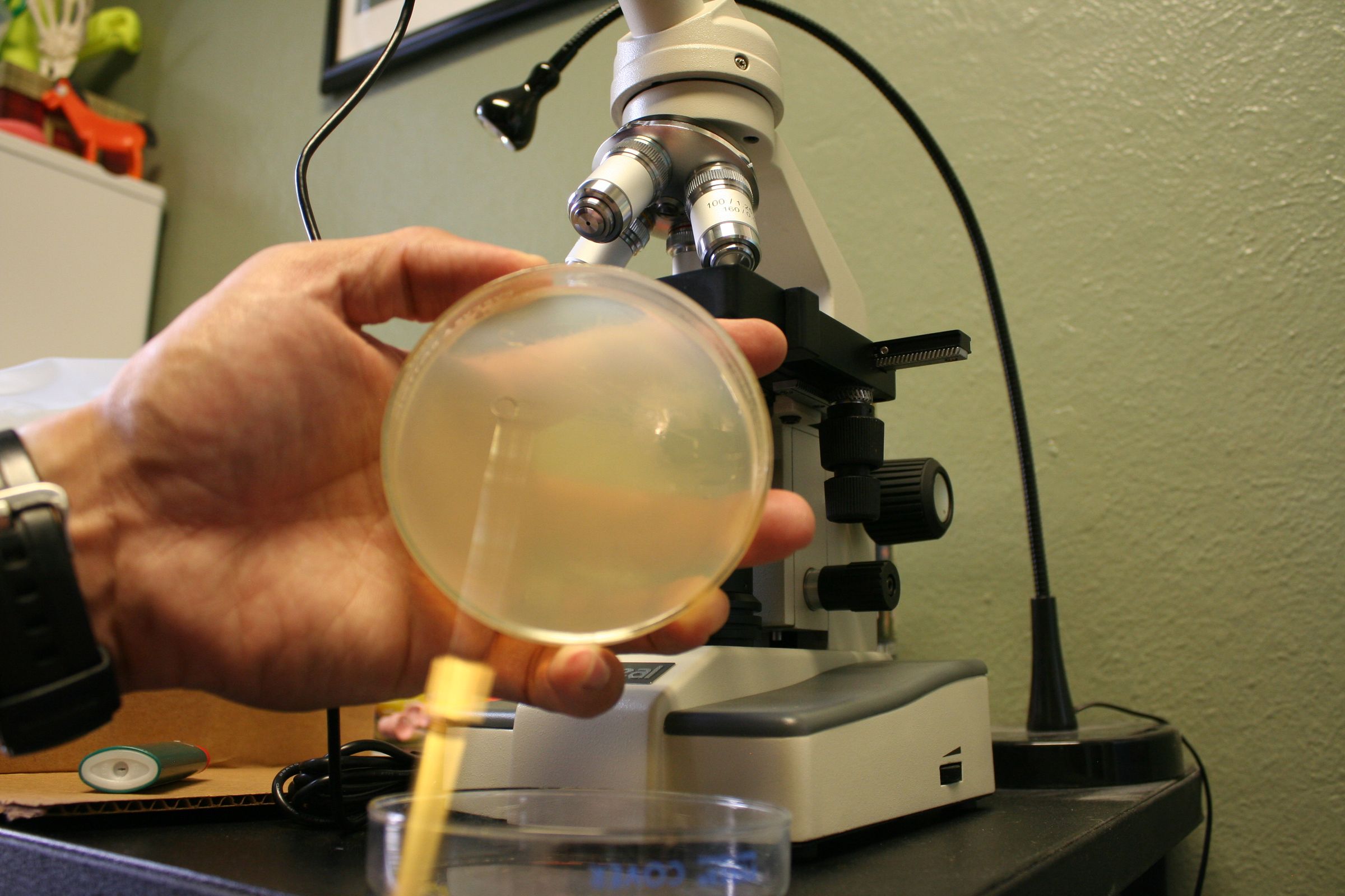 Bioluminescent Bacterial Lightbulb / Water Pollution Tester : 11 Steps ...