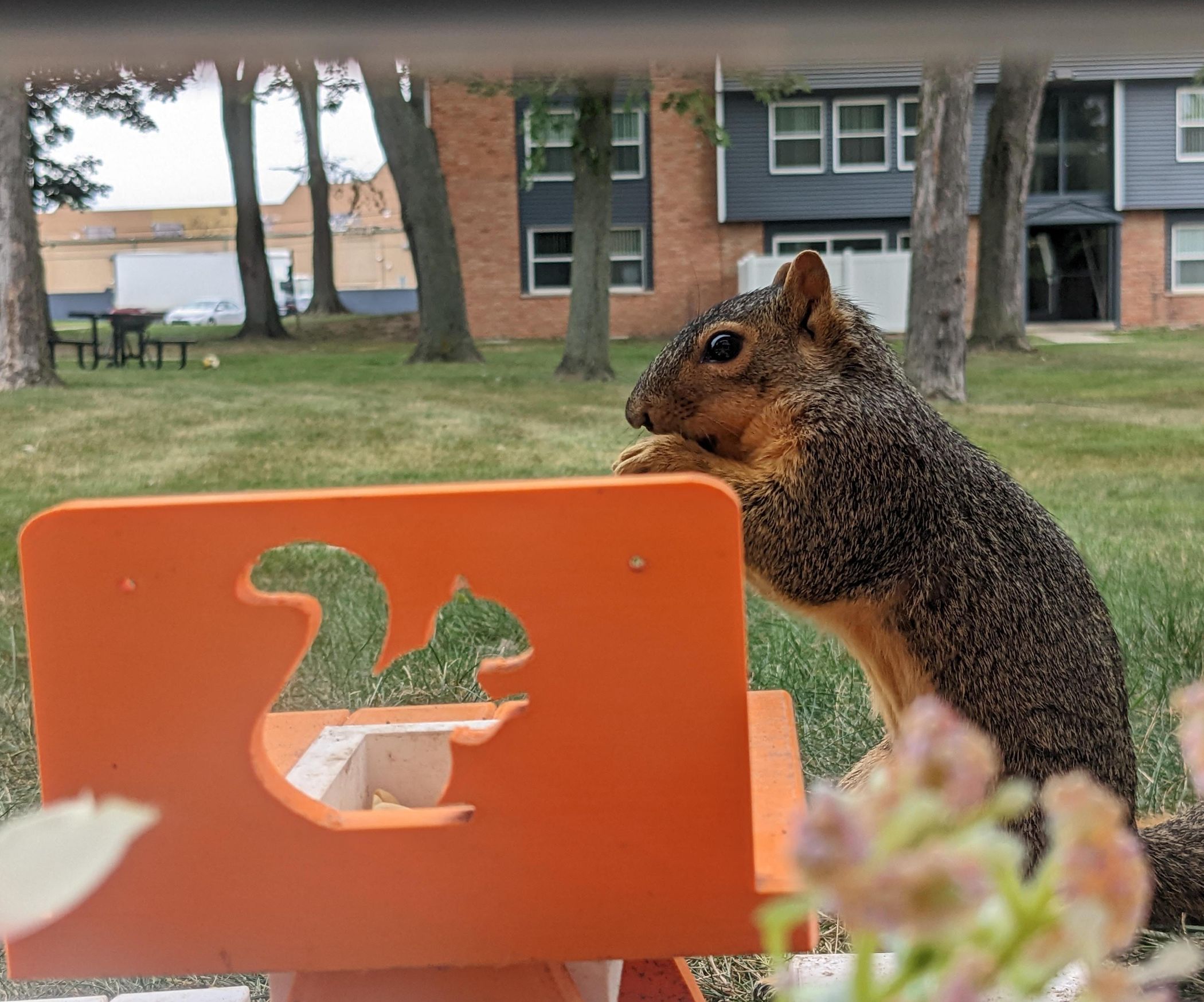 Making a Squirrel Cafe : 8 Steps (with Pictures) - Instructables