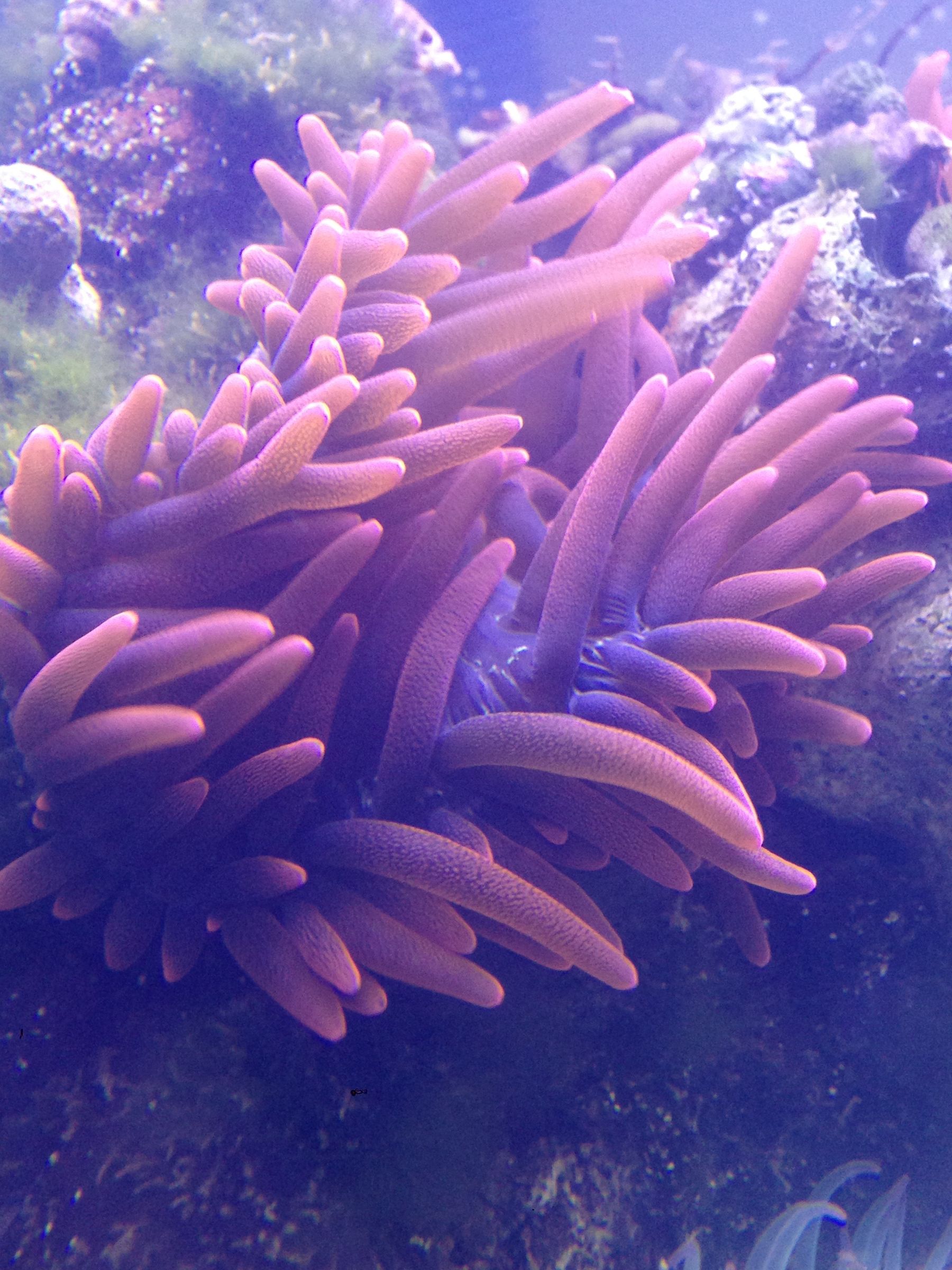 Bubble Tip Anemone Care : 10 Steps (with Pictures) - Instructables