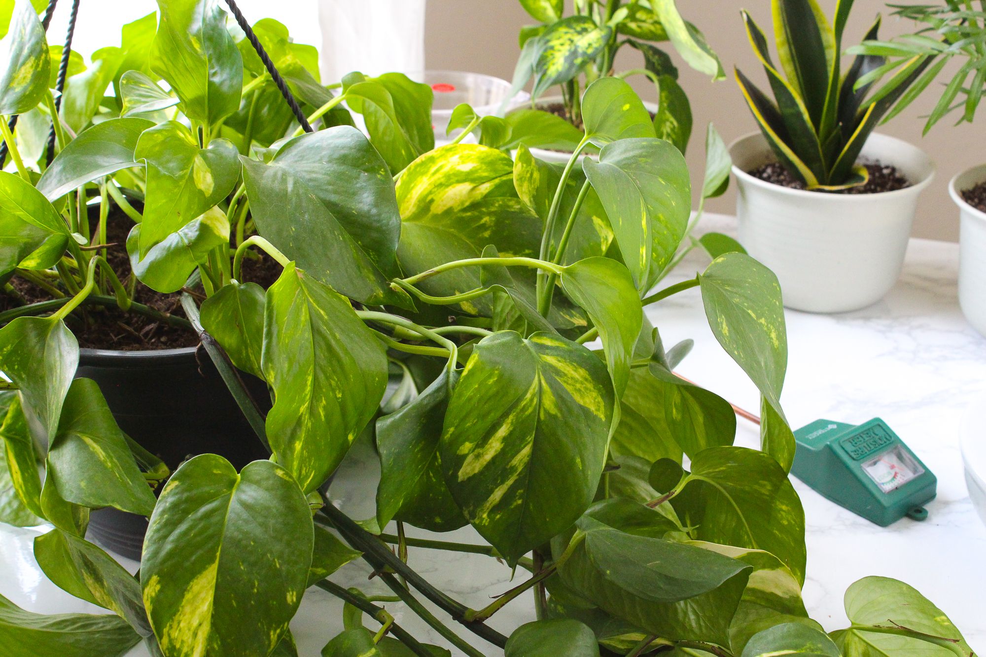 How and When to Water Your Houseplants : 8 Steps (with Pictures ...