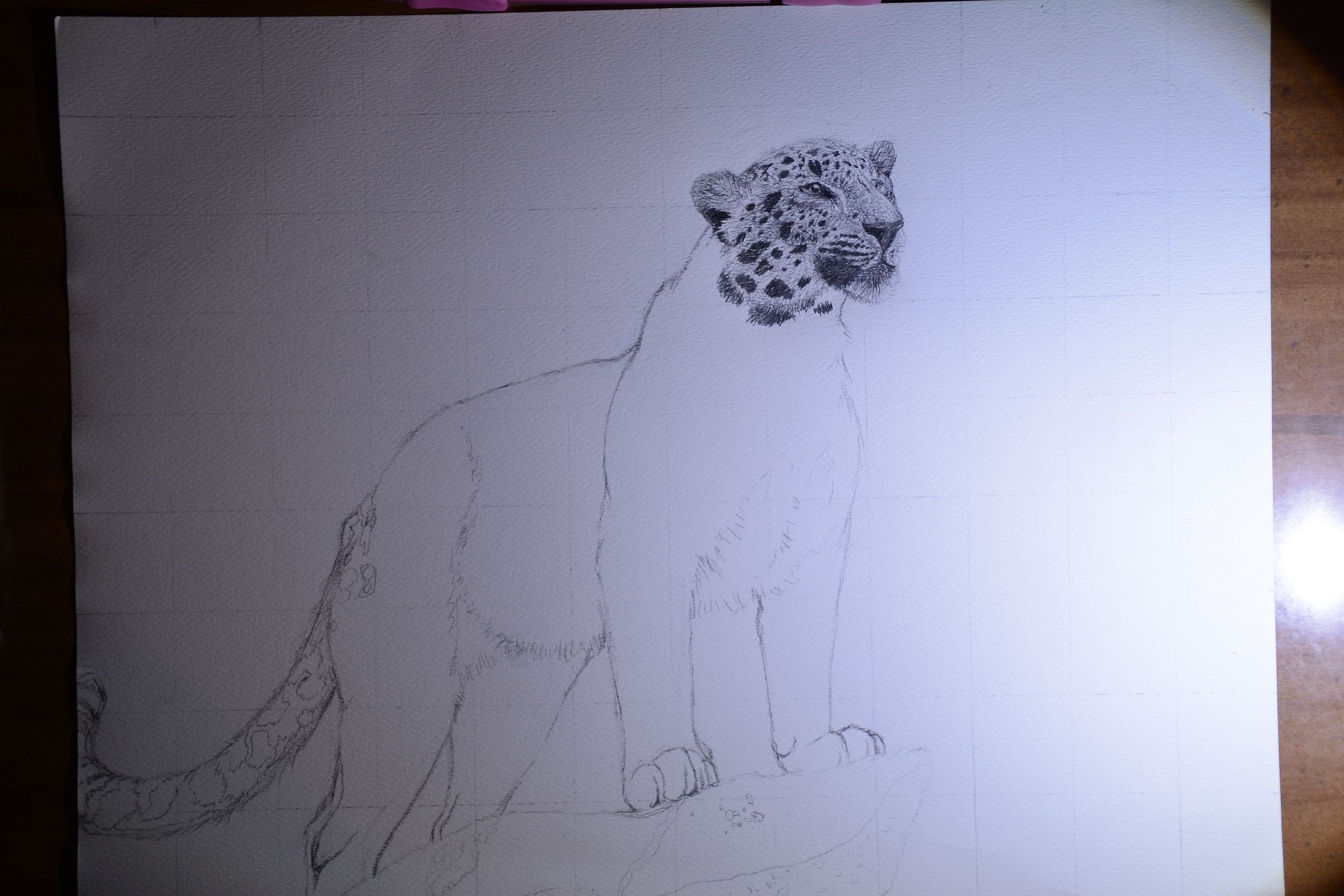 How to Draw an Amur Leopard on Pastel Paper : 5 Steps - Instructables
