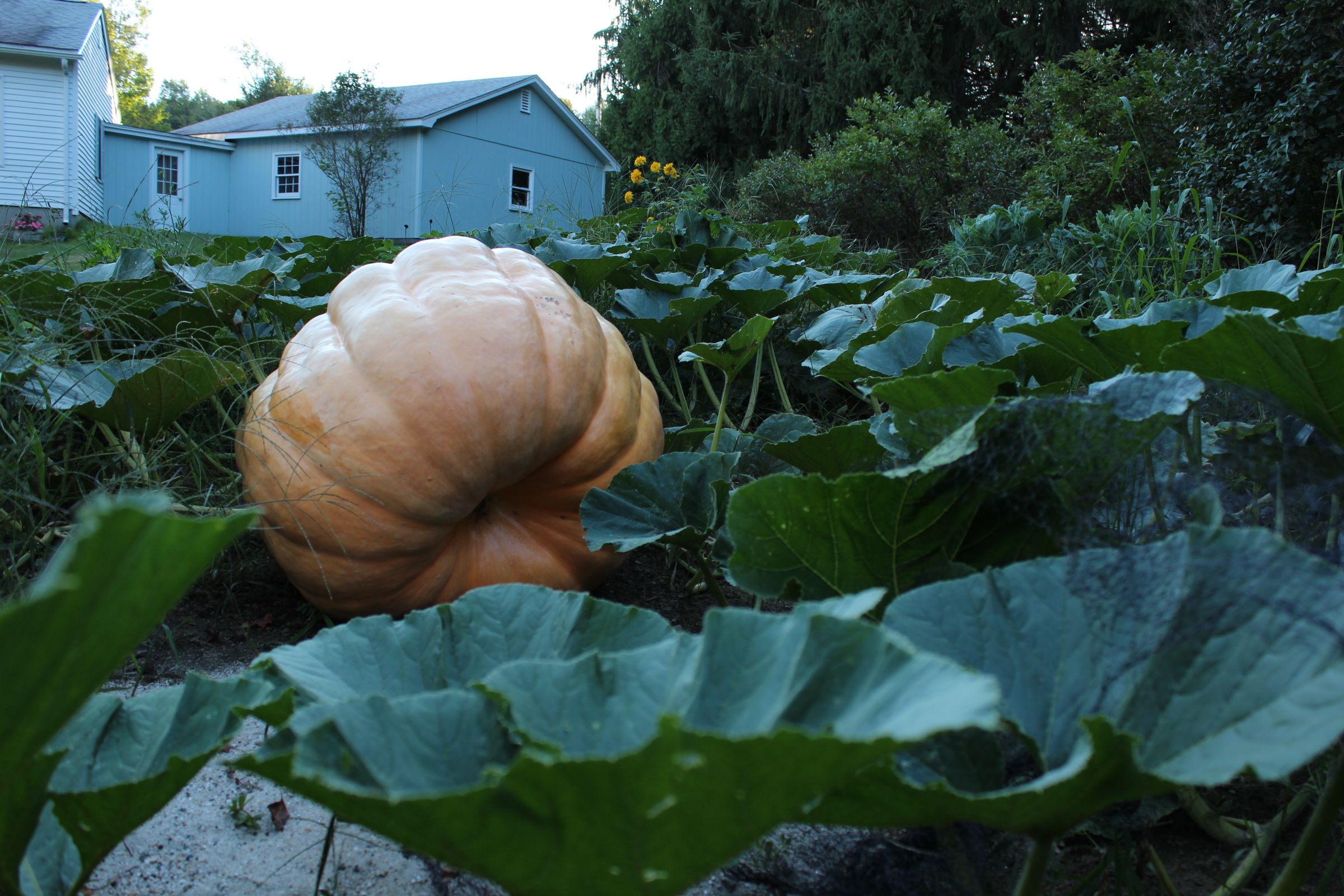 Giant Pumpkins Make Giant Jack O Lanterns : 9 Steps (with Pictures ...
