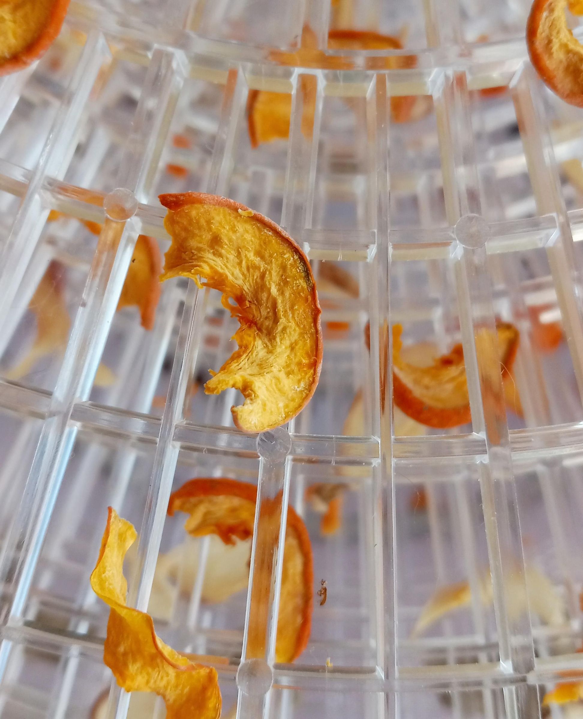 Dehydrated Pumpkin for Hermit Crabs : 4 Steps (with Pictures ...