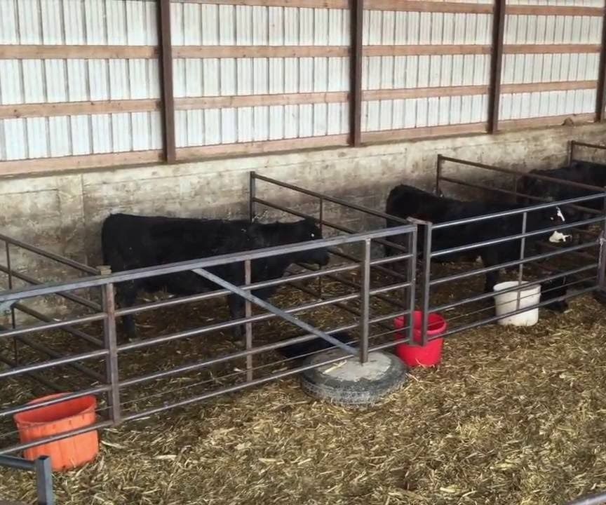 How to Set Up a Calving Barn and Run a Calving Operation : 5 Steps ...