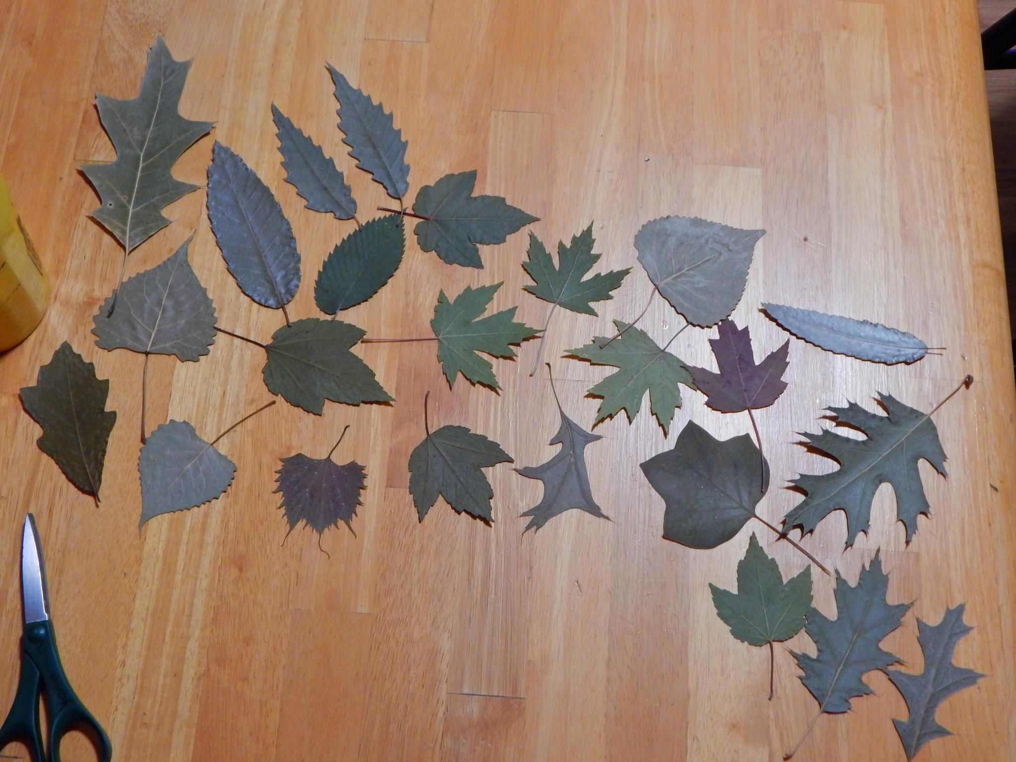 DIY Laminated Leaf Bookmarks : 4 Steps (with Pictures) - Instructables