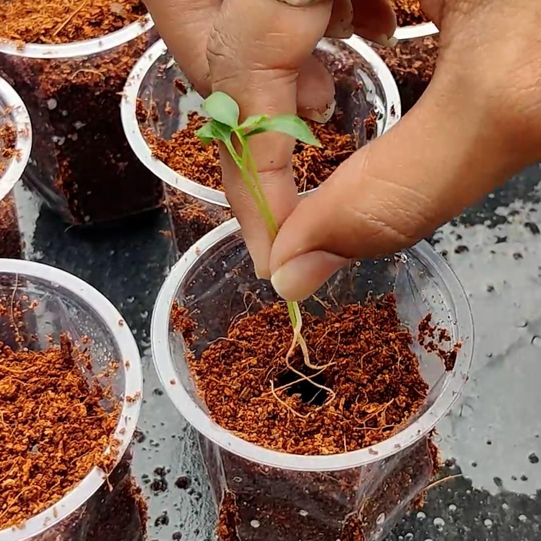 Growing Chillis Without Soil? a Budget-Friendly Hydroponic Hack for ...